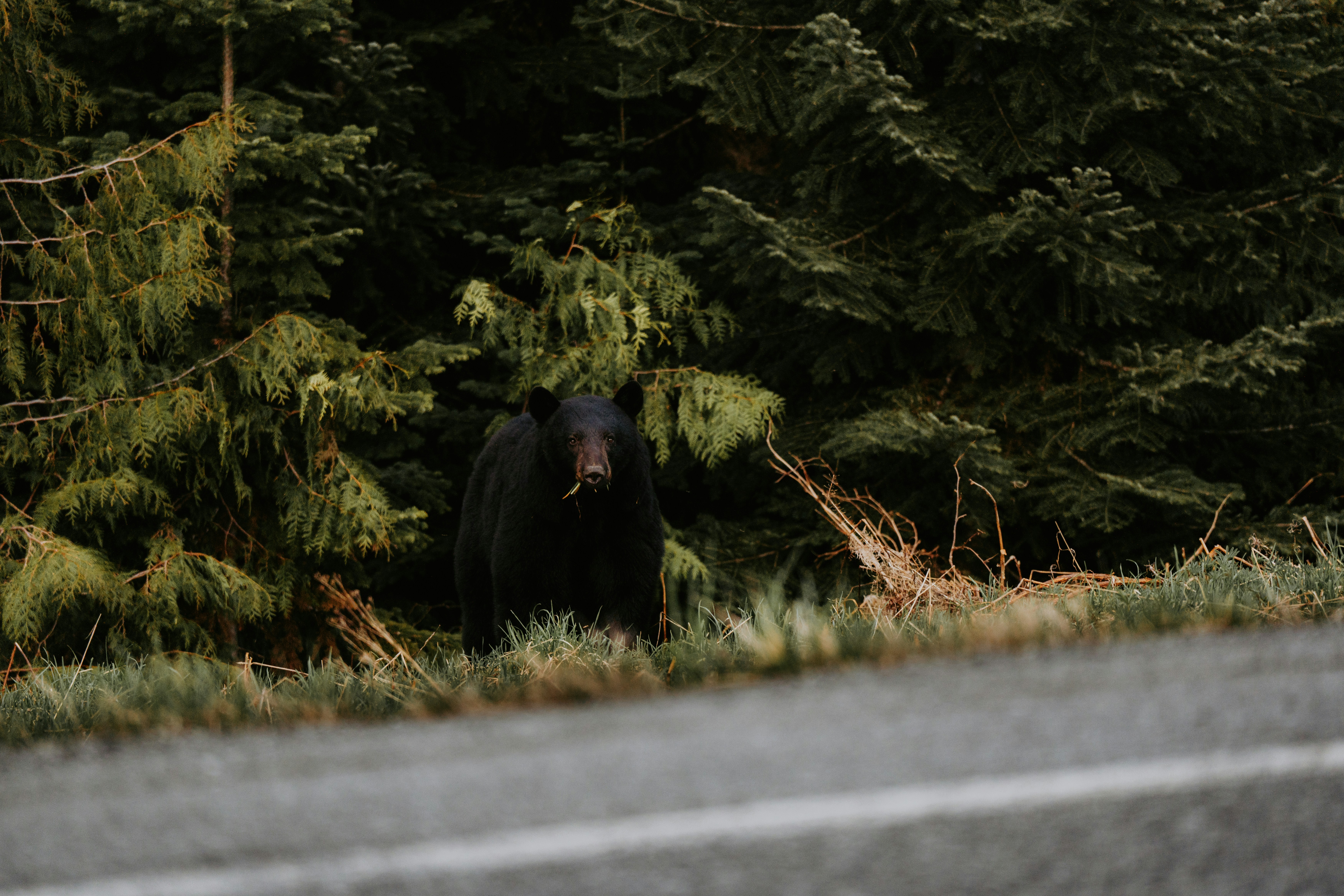 Edge of the Pines: A Black Bear Pauses at the Road Verge