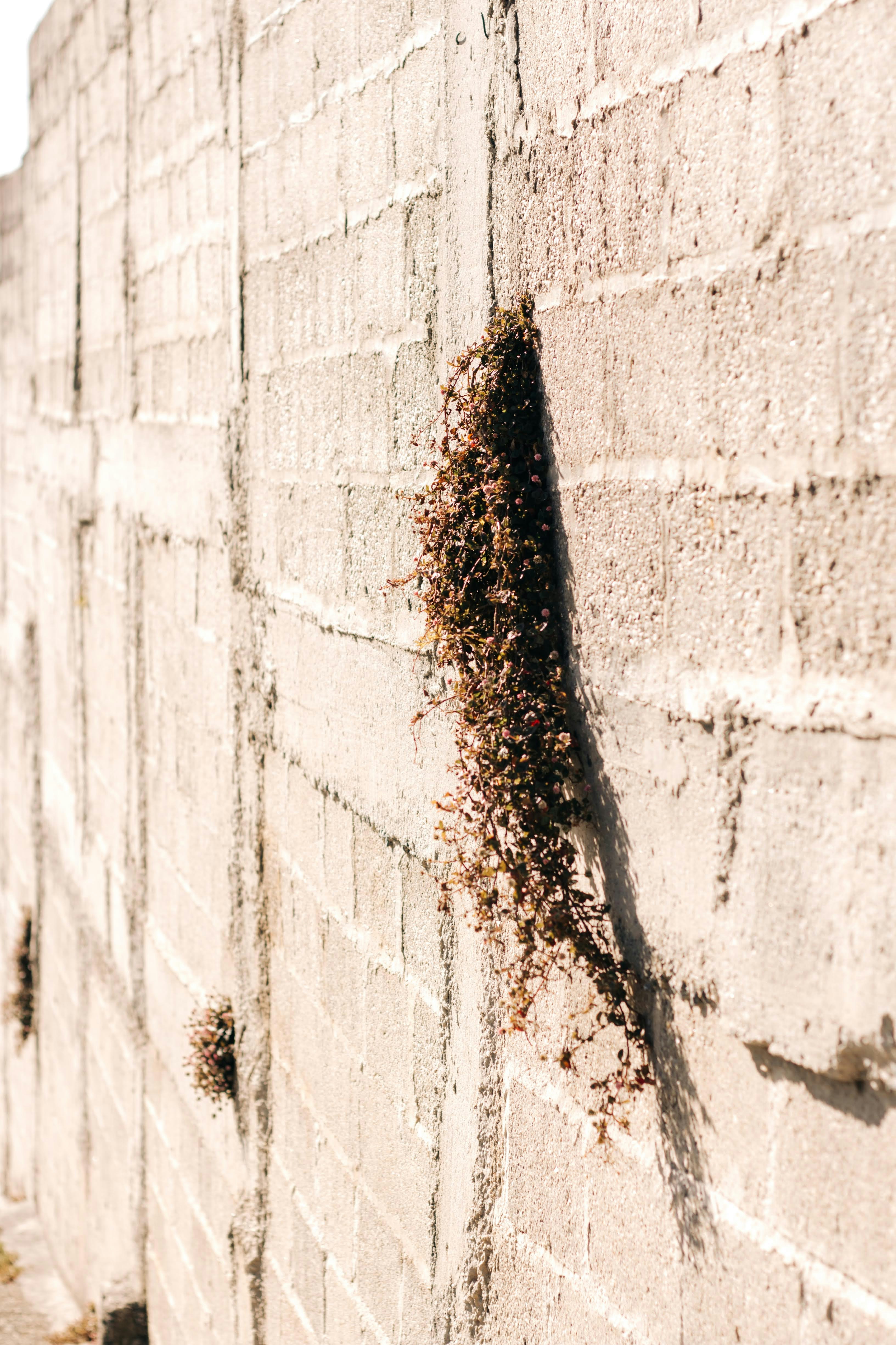 Lichen Quiet Stand: a vertical tuft clinging to a sun-warmed masonry wall