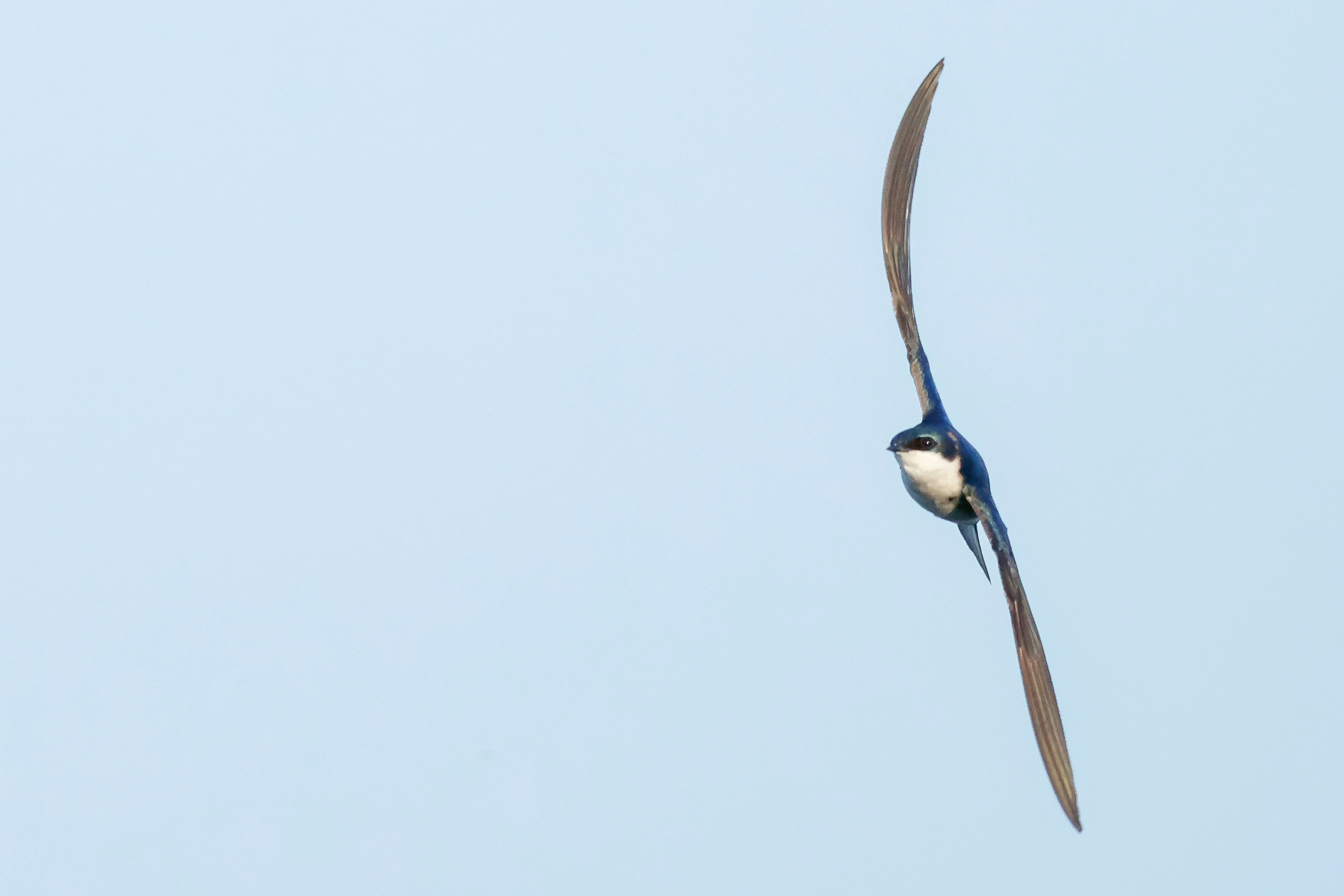 Barn Swallow Slicing Across a Pale Sky