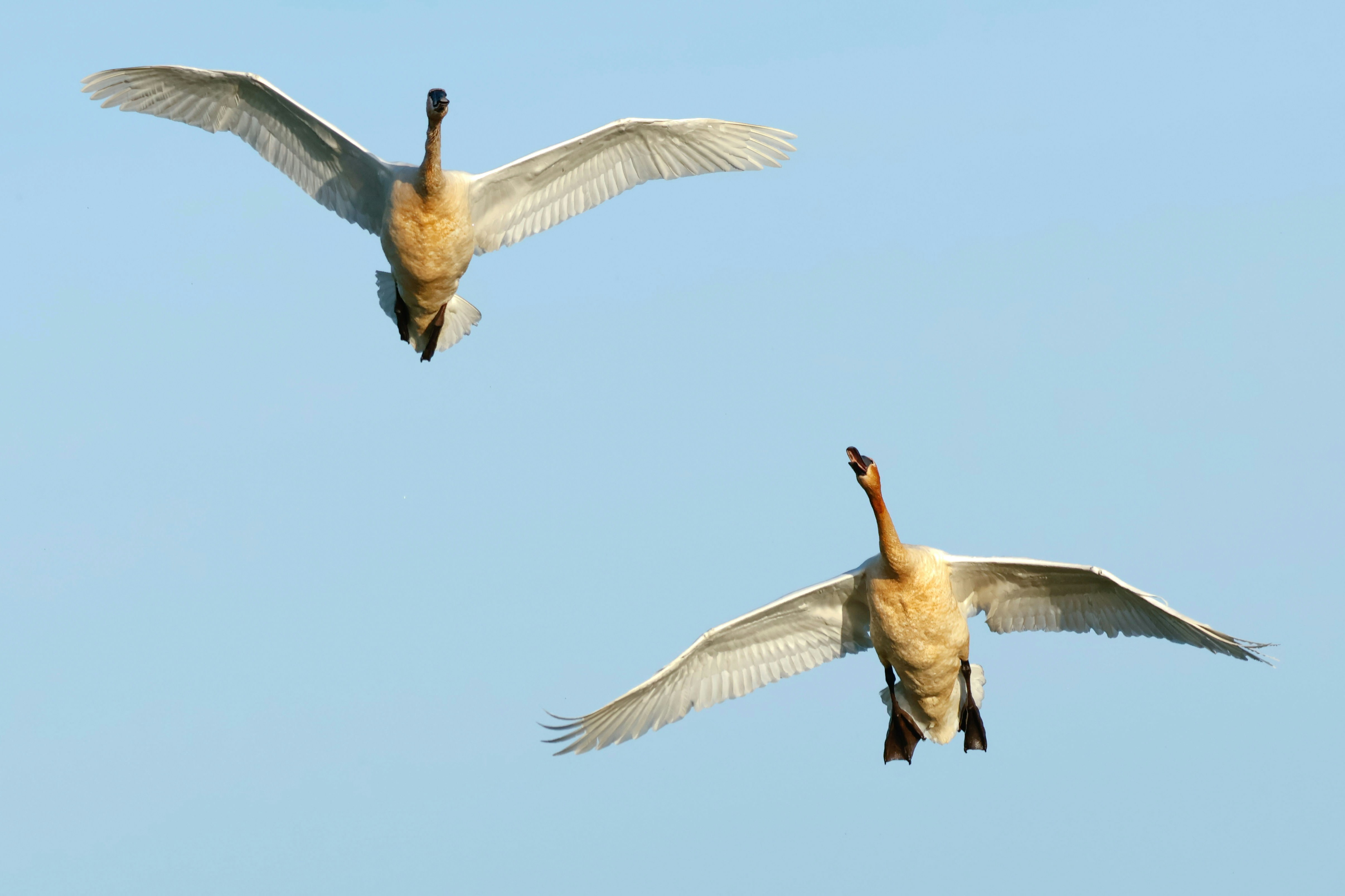Ganso Blanco Volando Categoría «Gansos Volando» De Fotos E