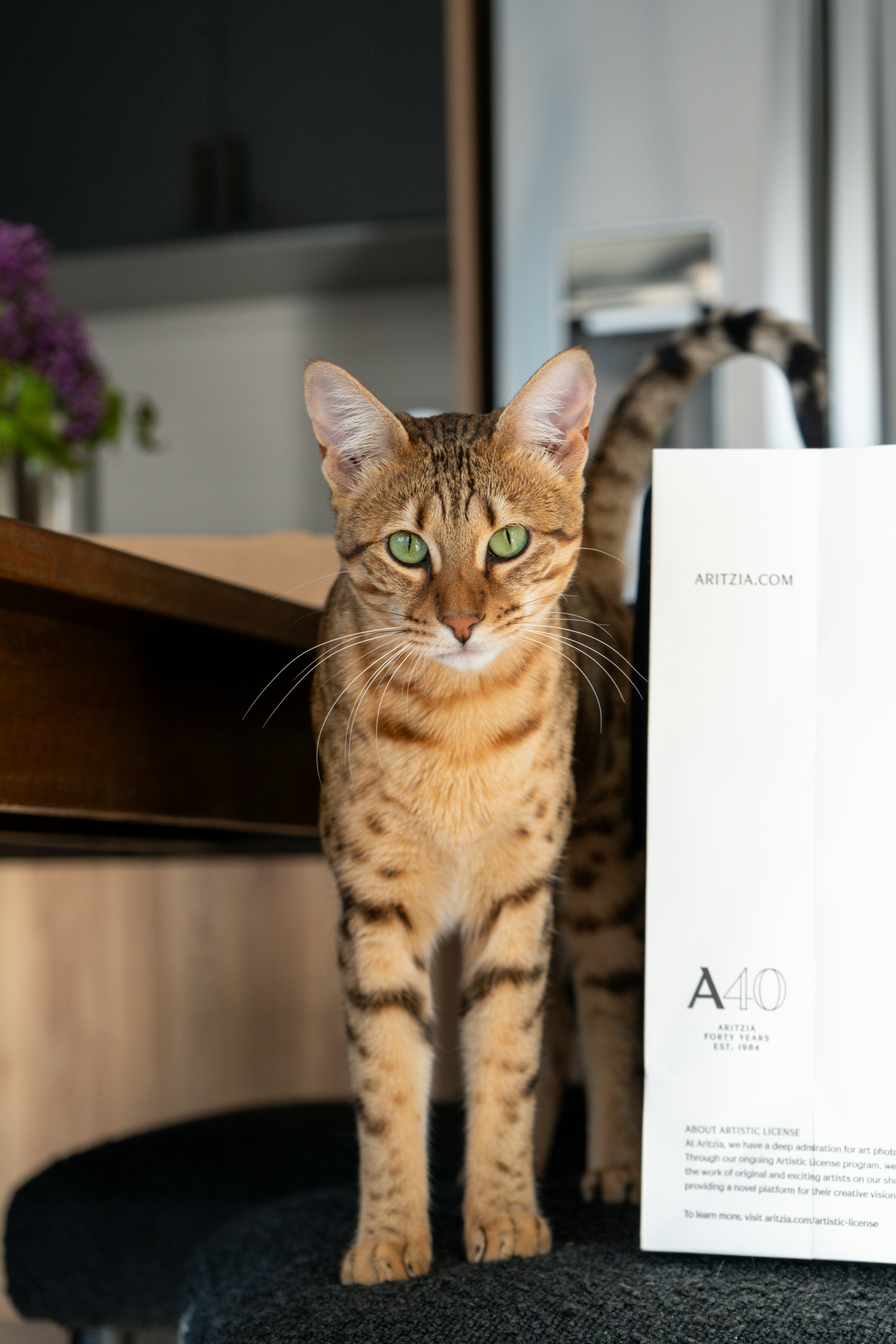 Emerald Gaze in a Quiet Kitchen Nook: A Bengal Cat and a White Box