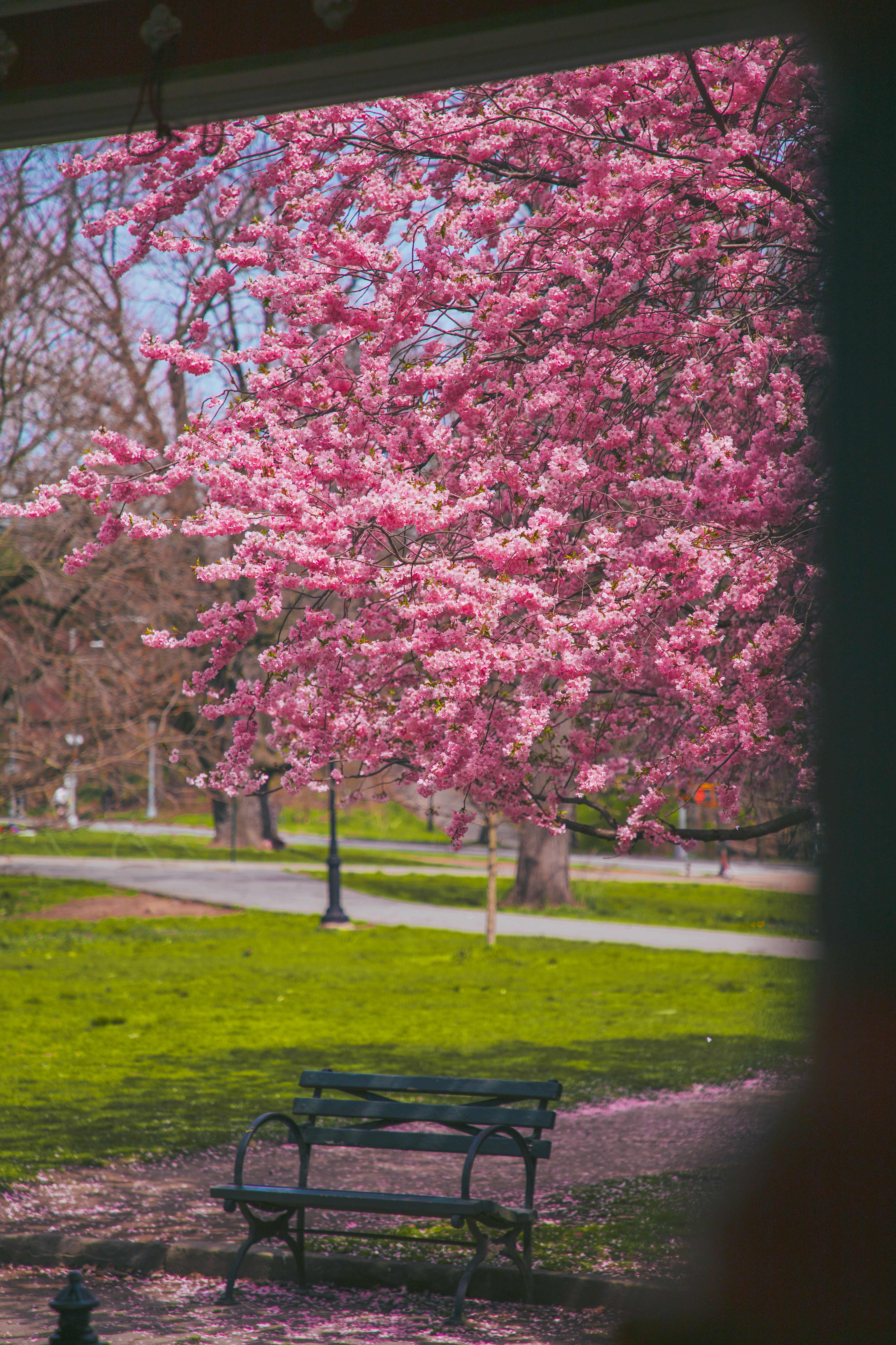Pink Blossom Window: A Park Bench Beneath Sakura in Full Bloom
