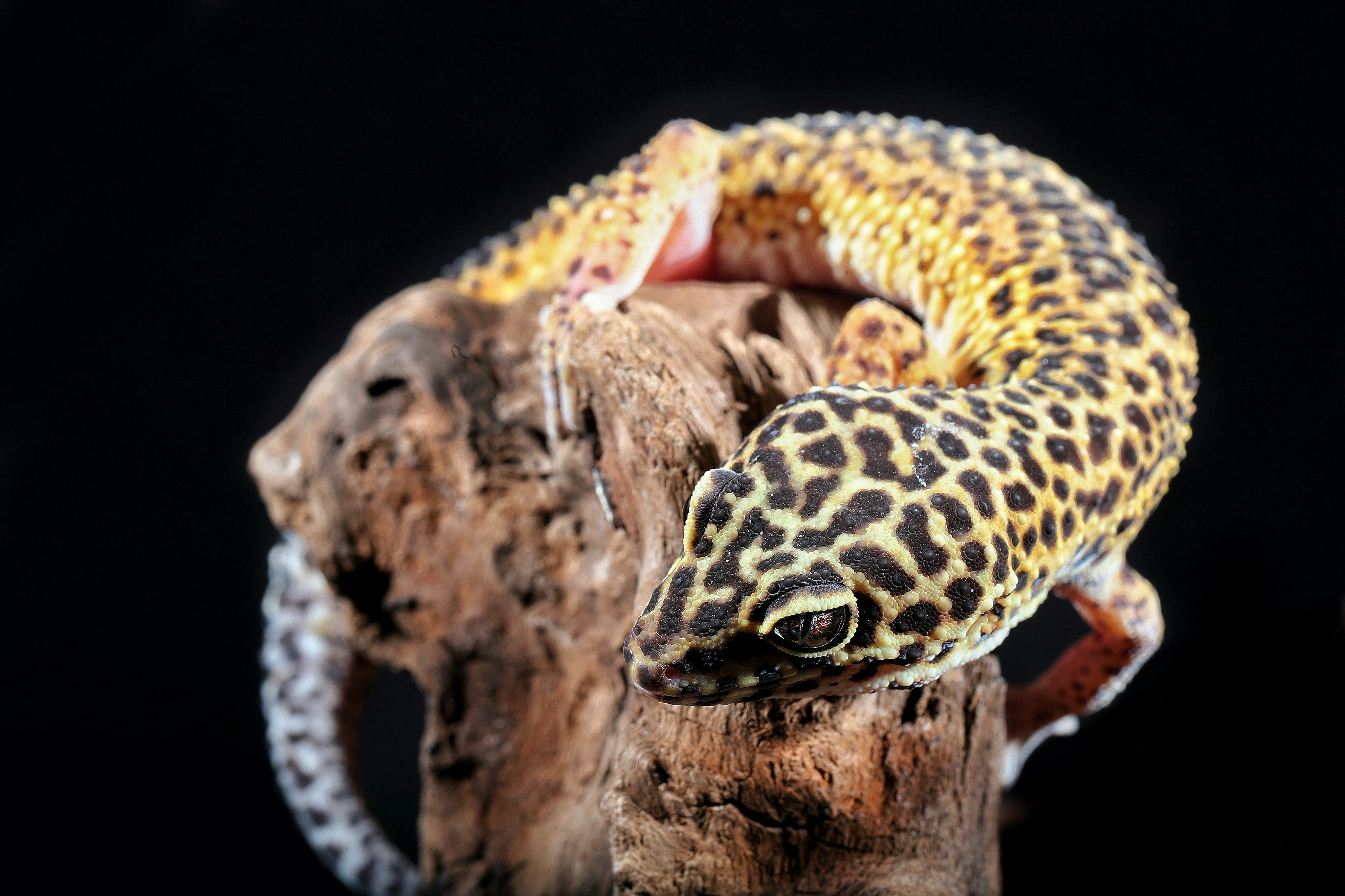 Best 500+ Gecko Pictures | Download Free Images on Unsplash