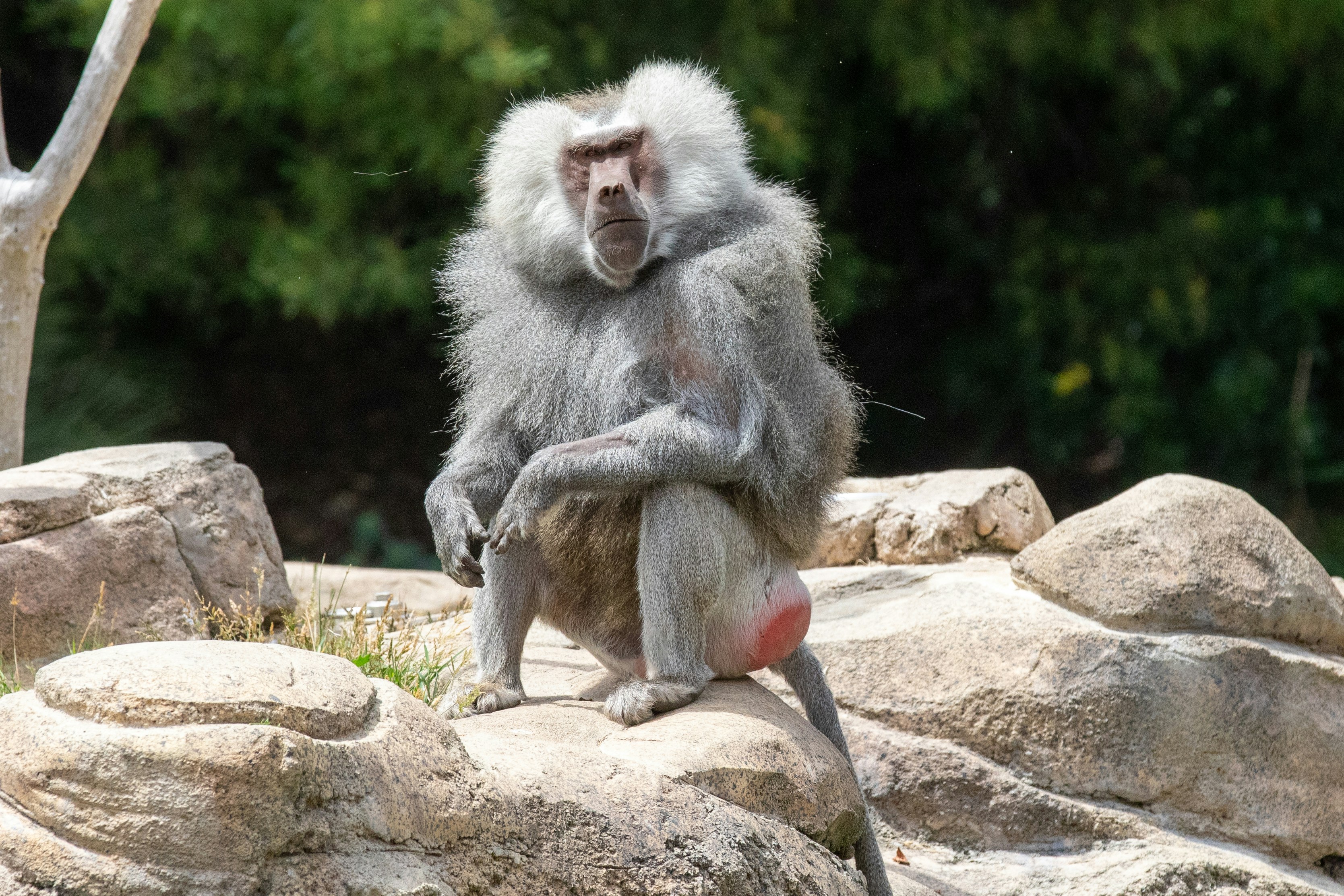 Contemplative Silver Baboon Perched on Sun-Warmed Rocks