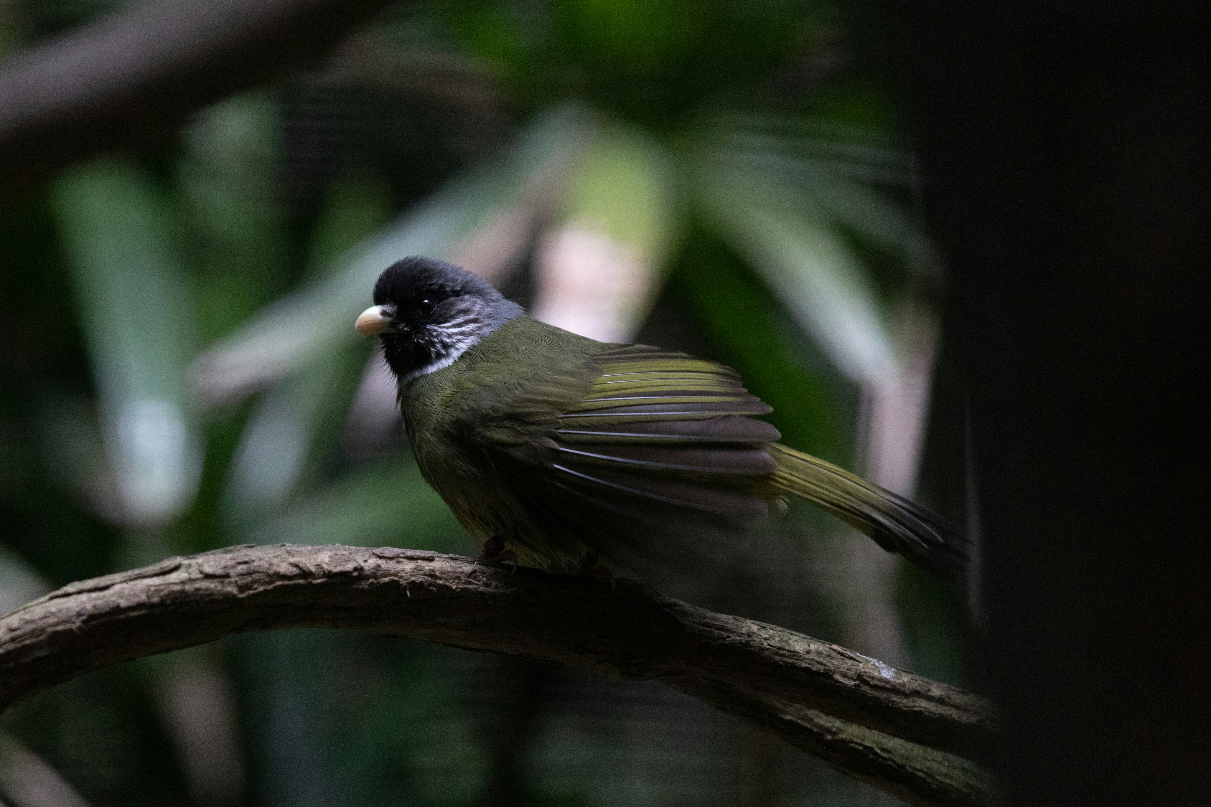 Mid-Forest Moment: Small Olive-Browed Bird on a Curved Branch