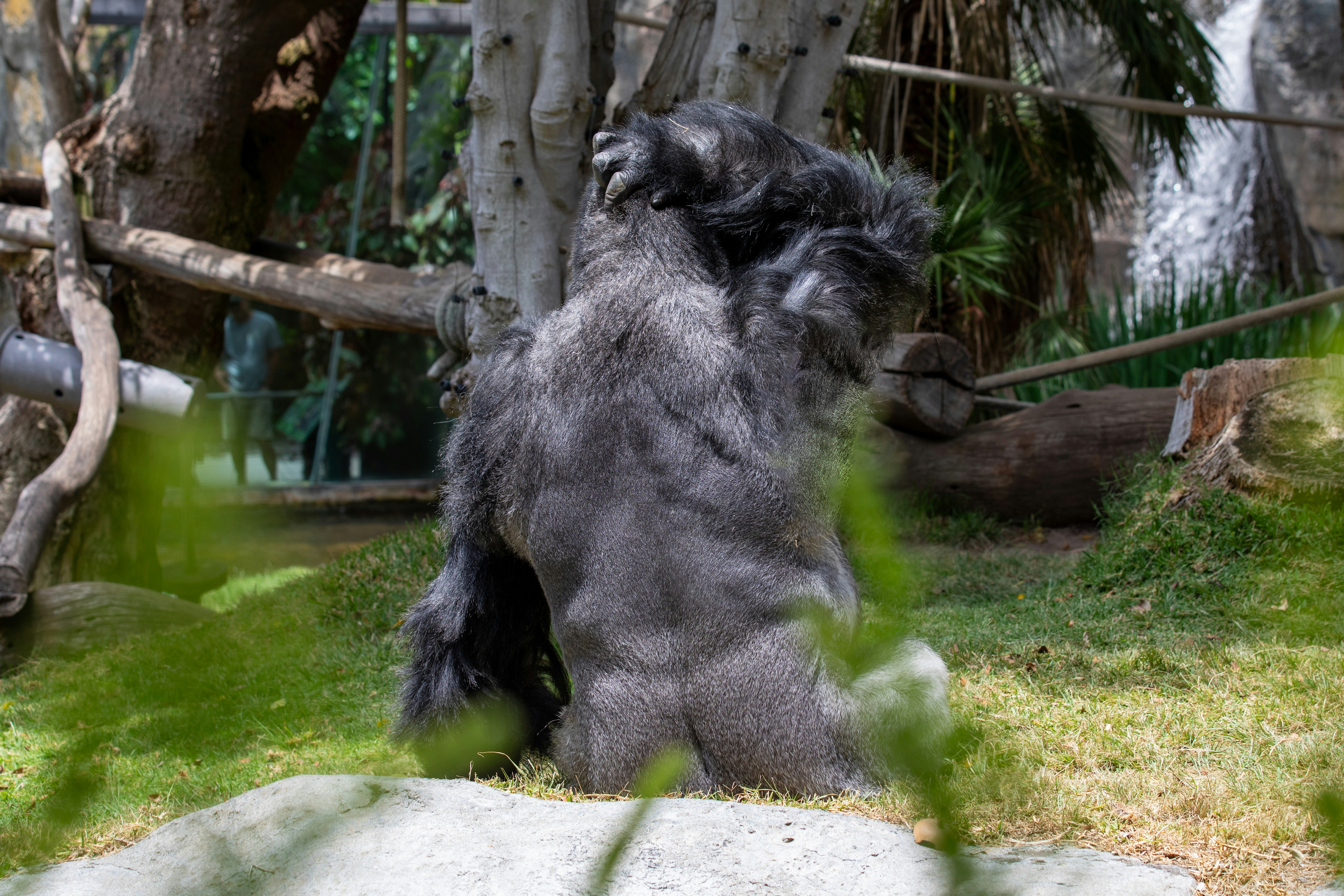 A big furry animal standing on its hind legs photo – Free Human Image ...