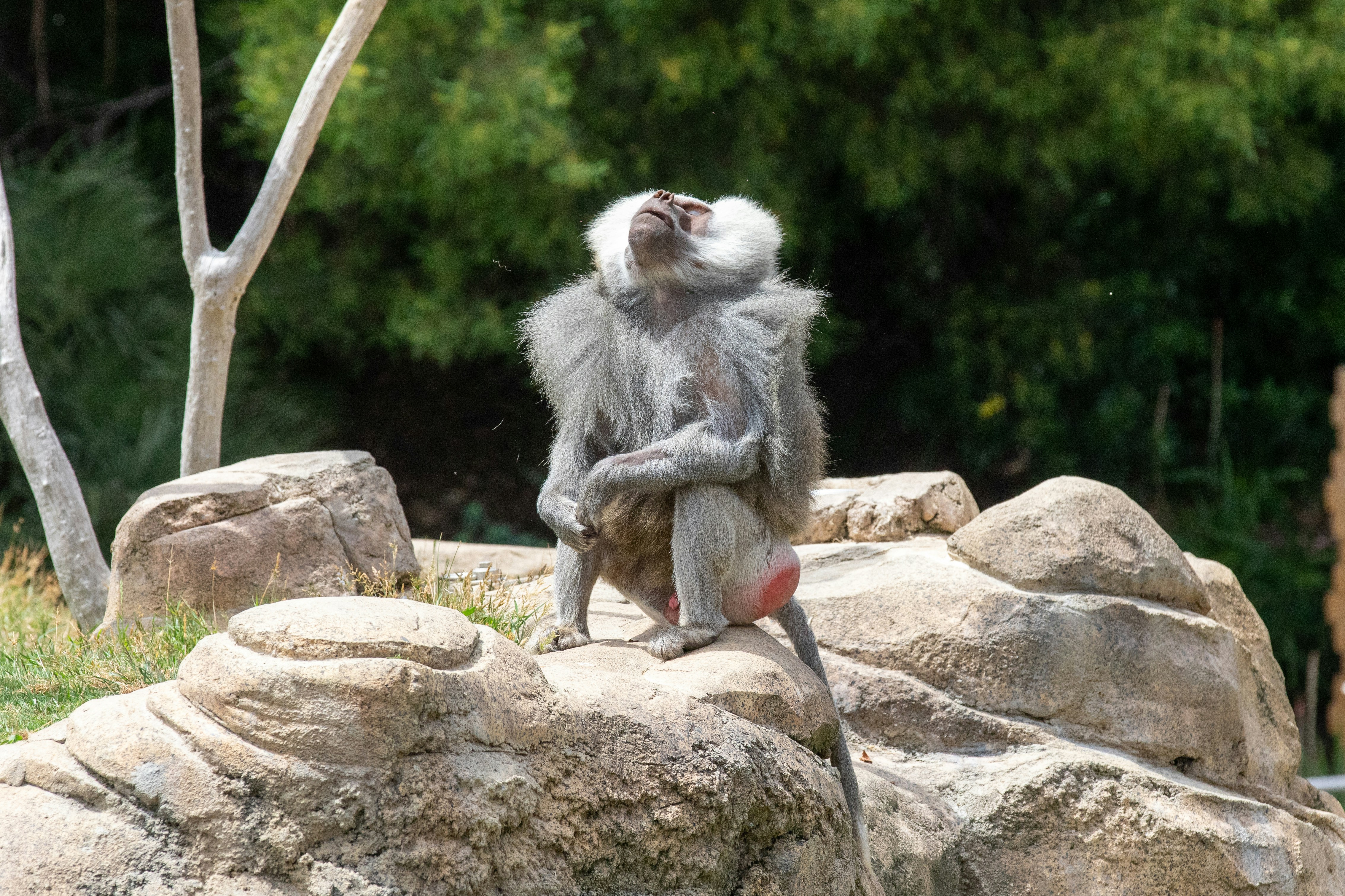Contemplative Grey Langur Perches on Sunlit Rocks, Eyes Tilted Skyward