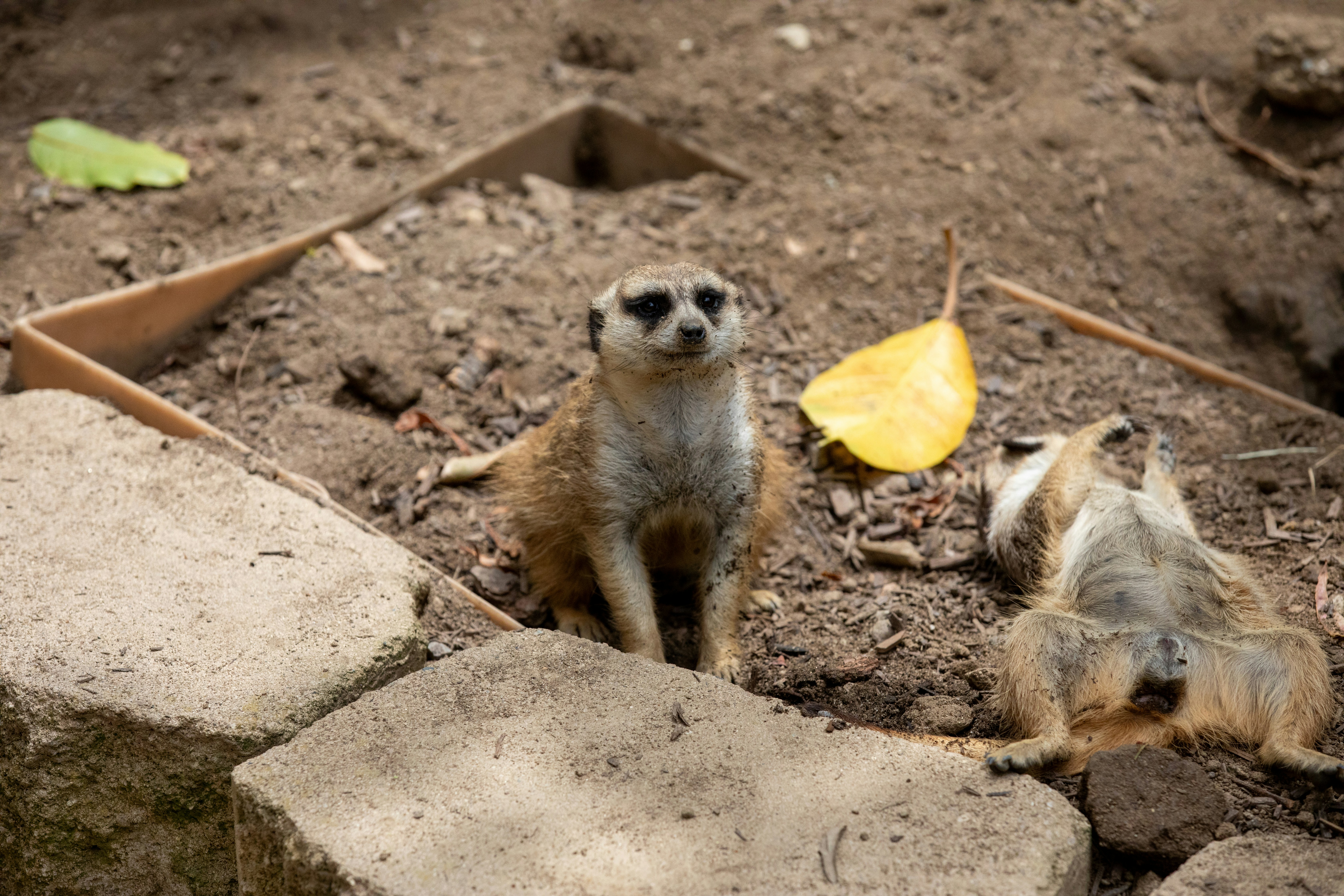 Curious Meerkat Vigil: A Ground-Level Pause Among Stones