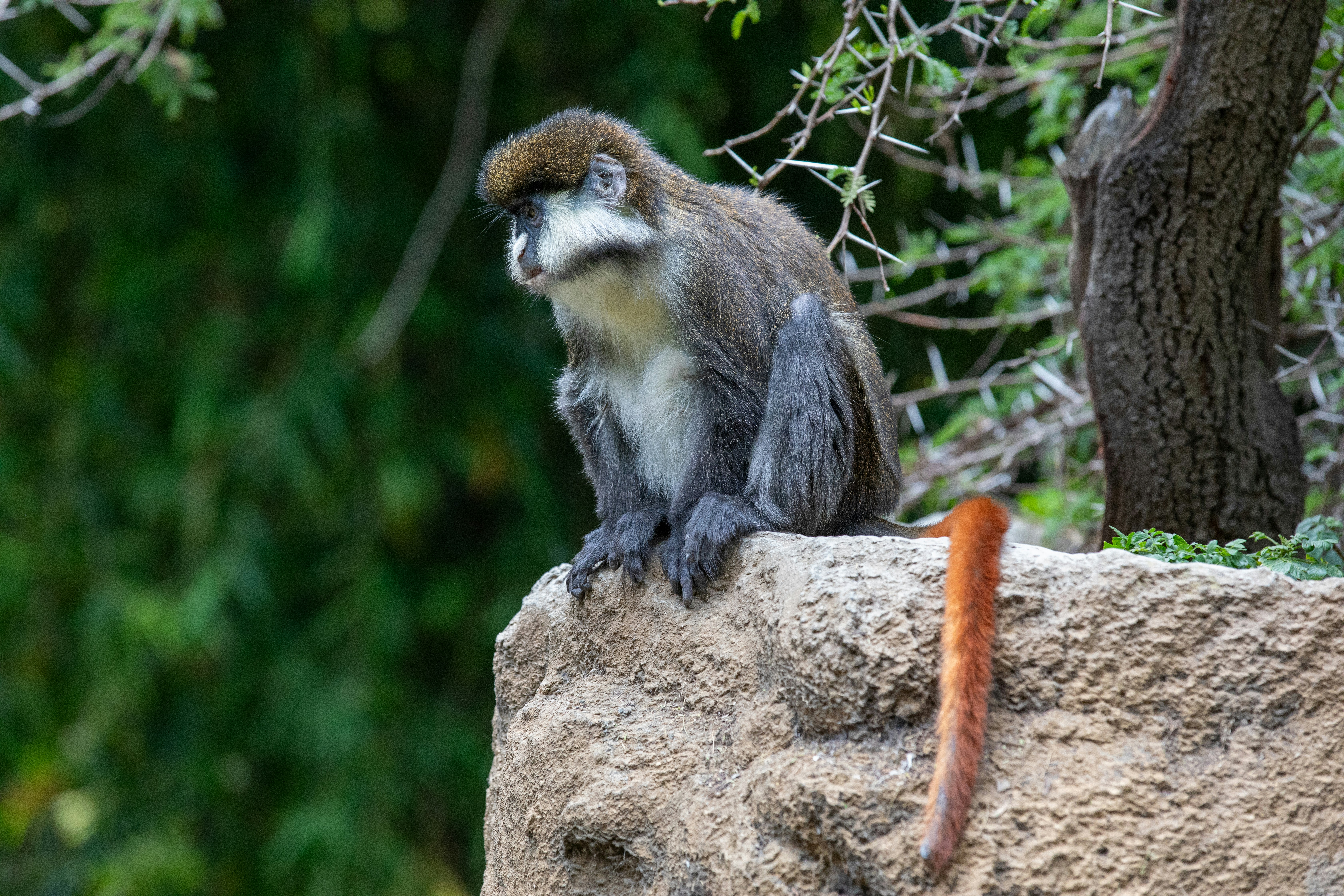 Rock-Top Sentinel: A Curious Monkey Pauses on a Sunlit Ledge