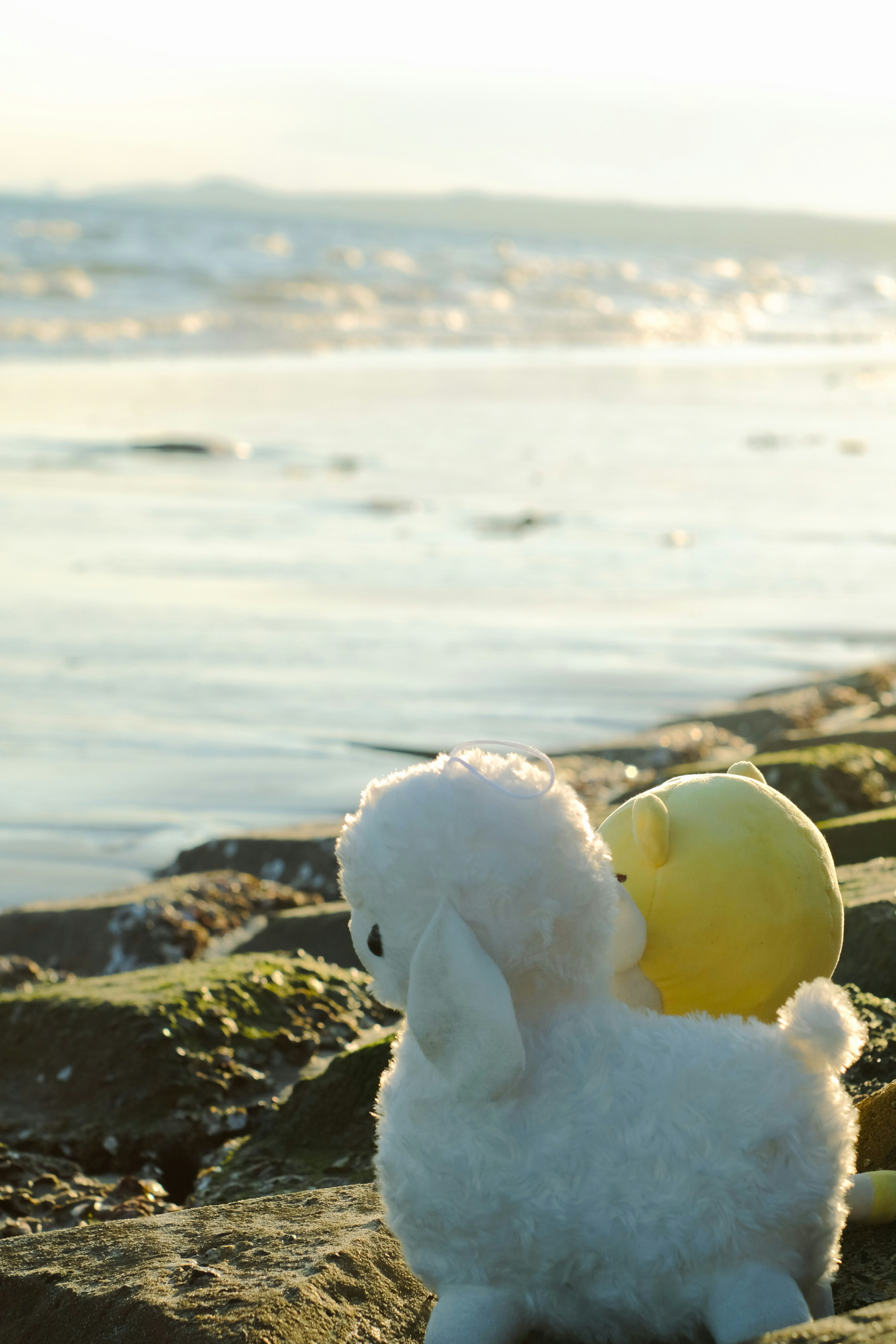 Limb of Sea: A Plush Duck adrift on sunlit rocks