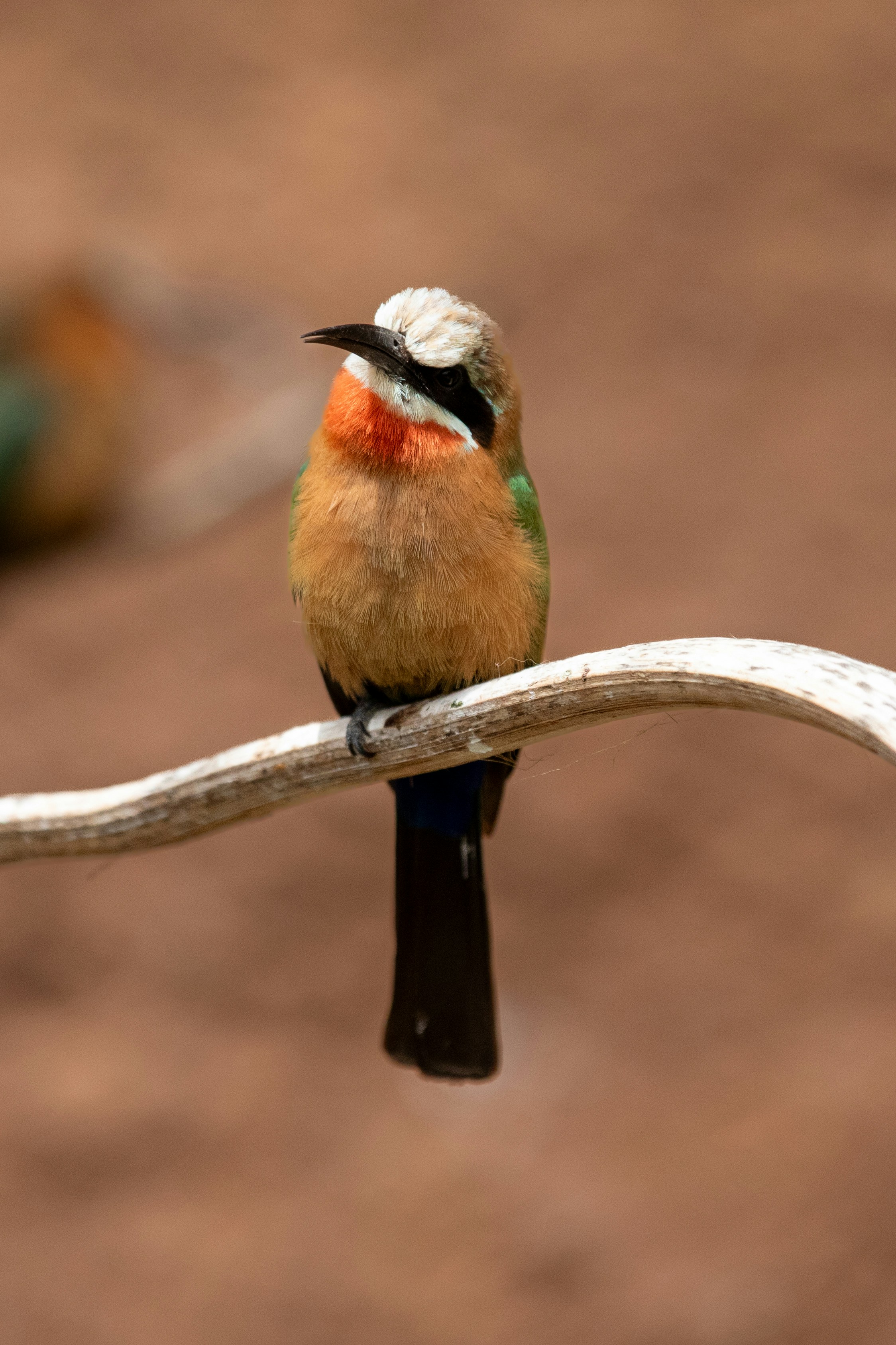 Tropical Palette on a Weathered Twig: Perched Color-Block Bird