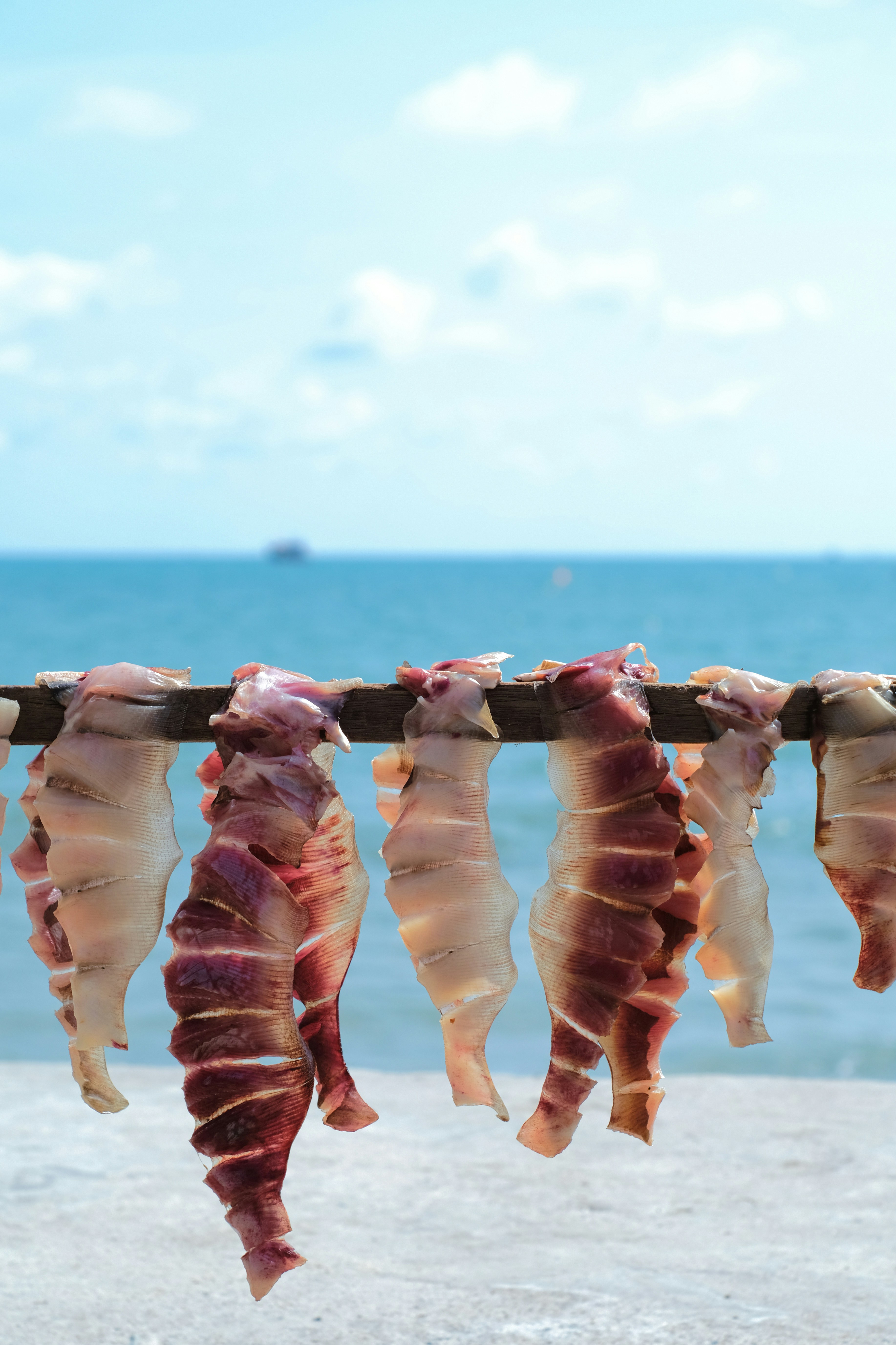 Sunlit Row of Fish Drying Along a Seaside Line