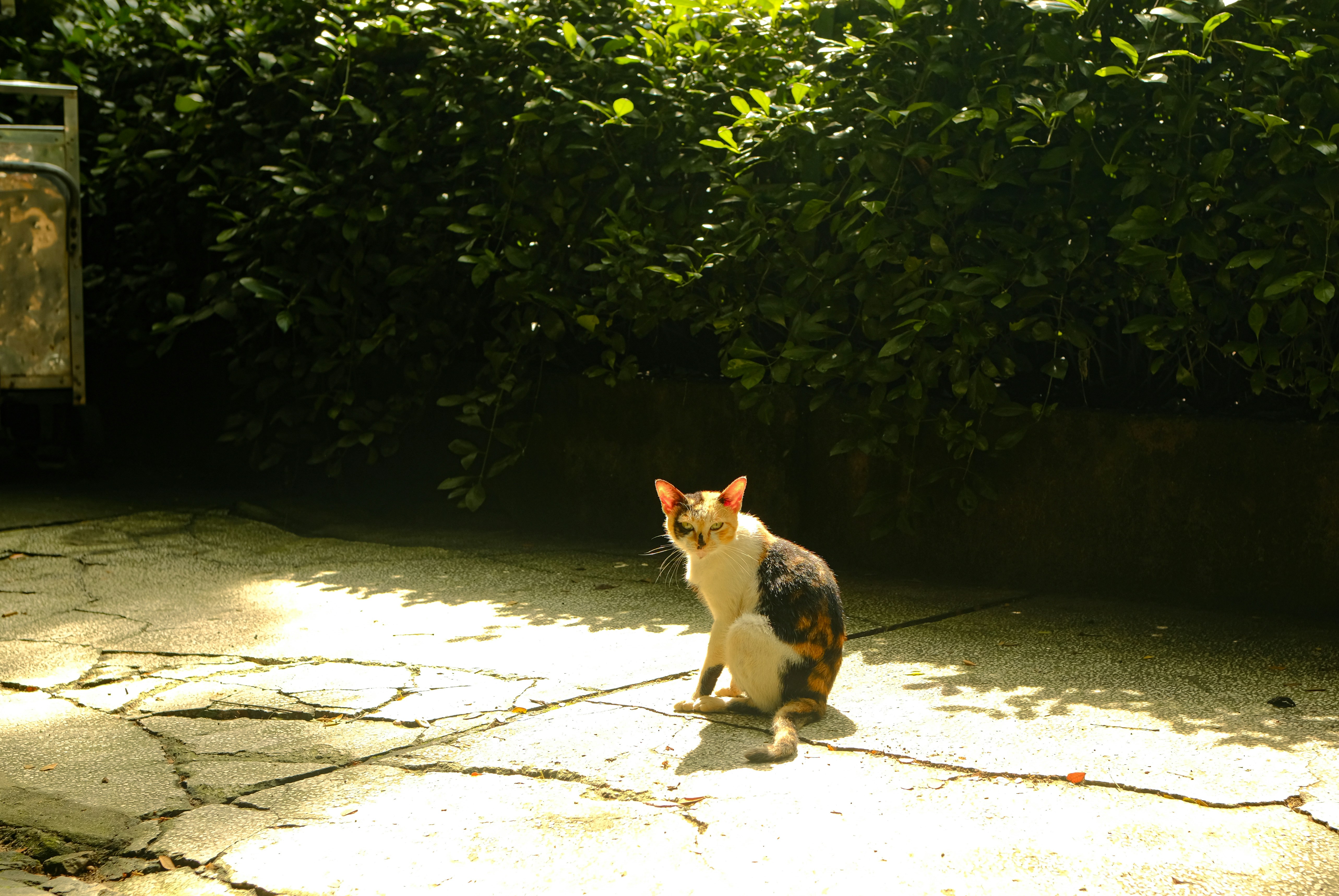 Sunlit Calico on Cracked Pavement: A Quiet Street Portrait