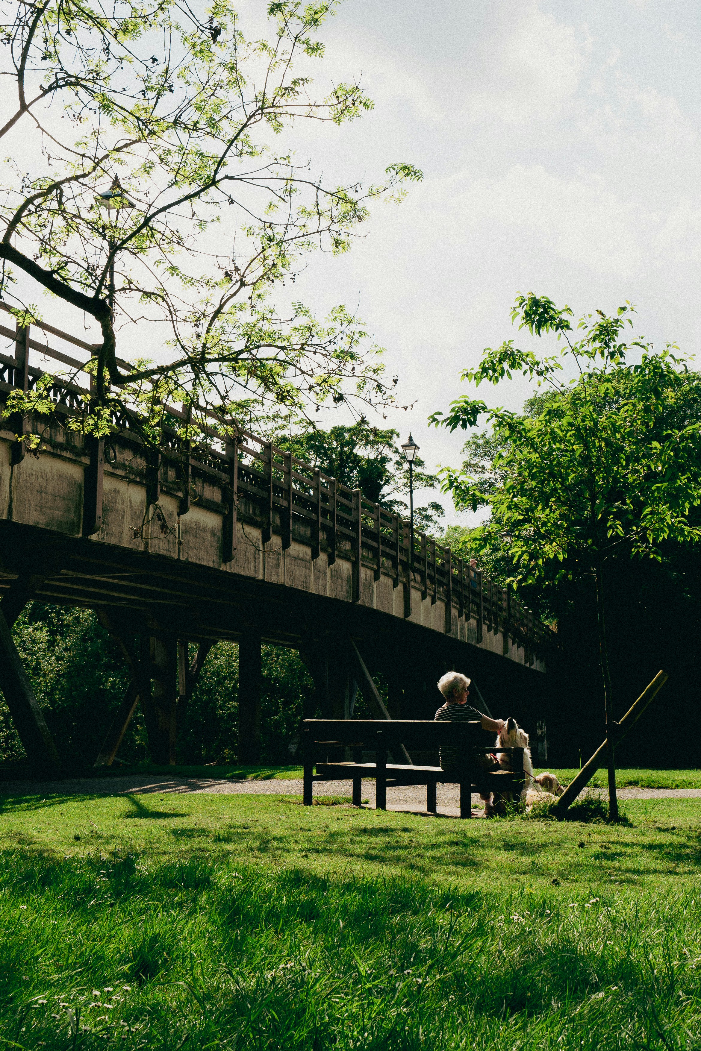 Person with a dog sitting on a bench under a bridge surrounded by lush greenery.