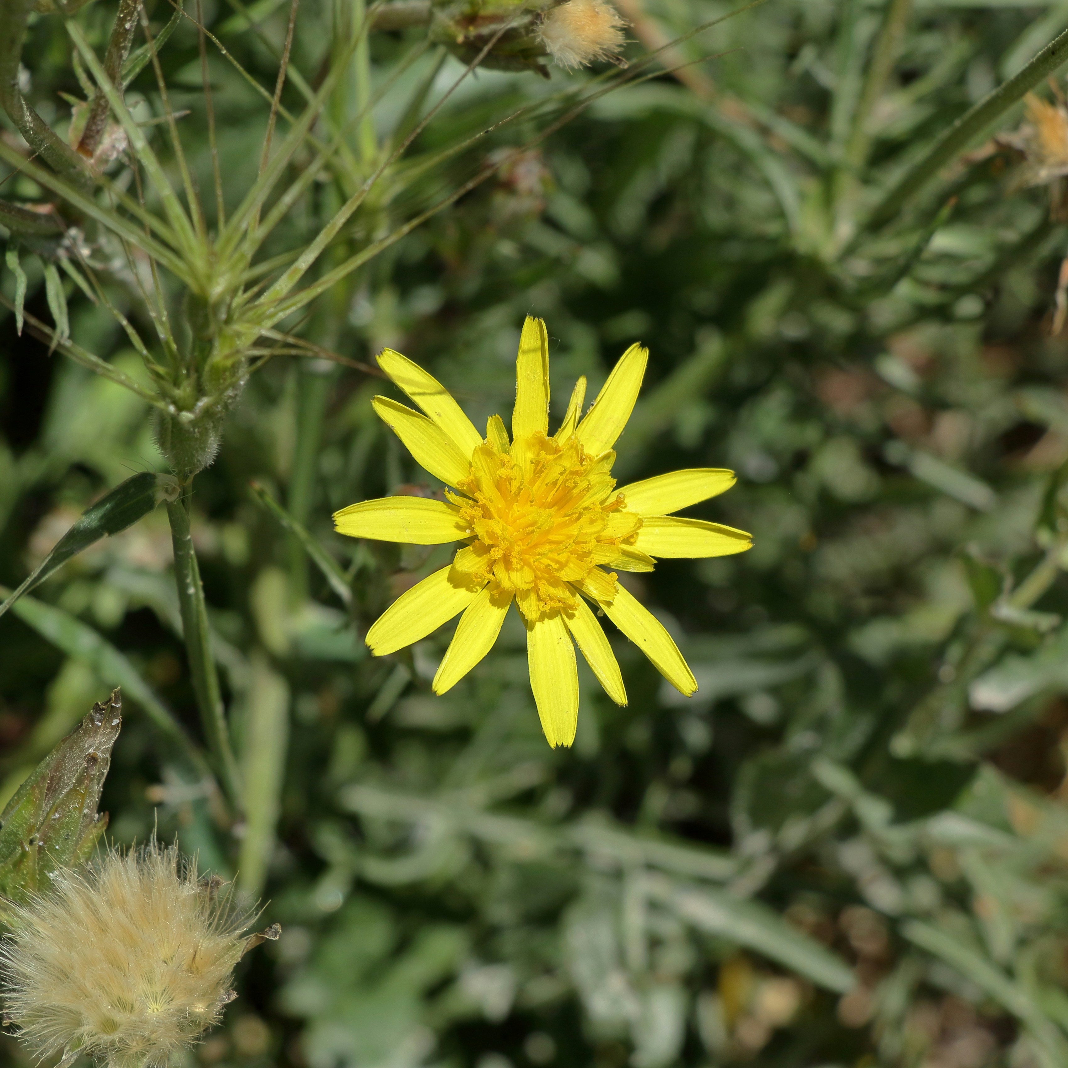 Golden Bloom at Eye-Level in Meadow Greens