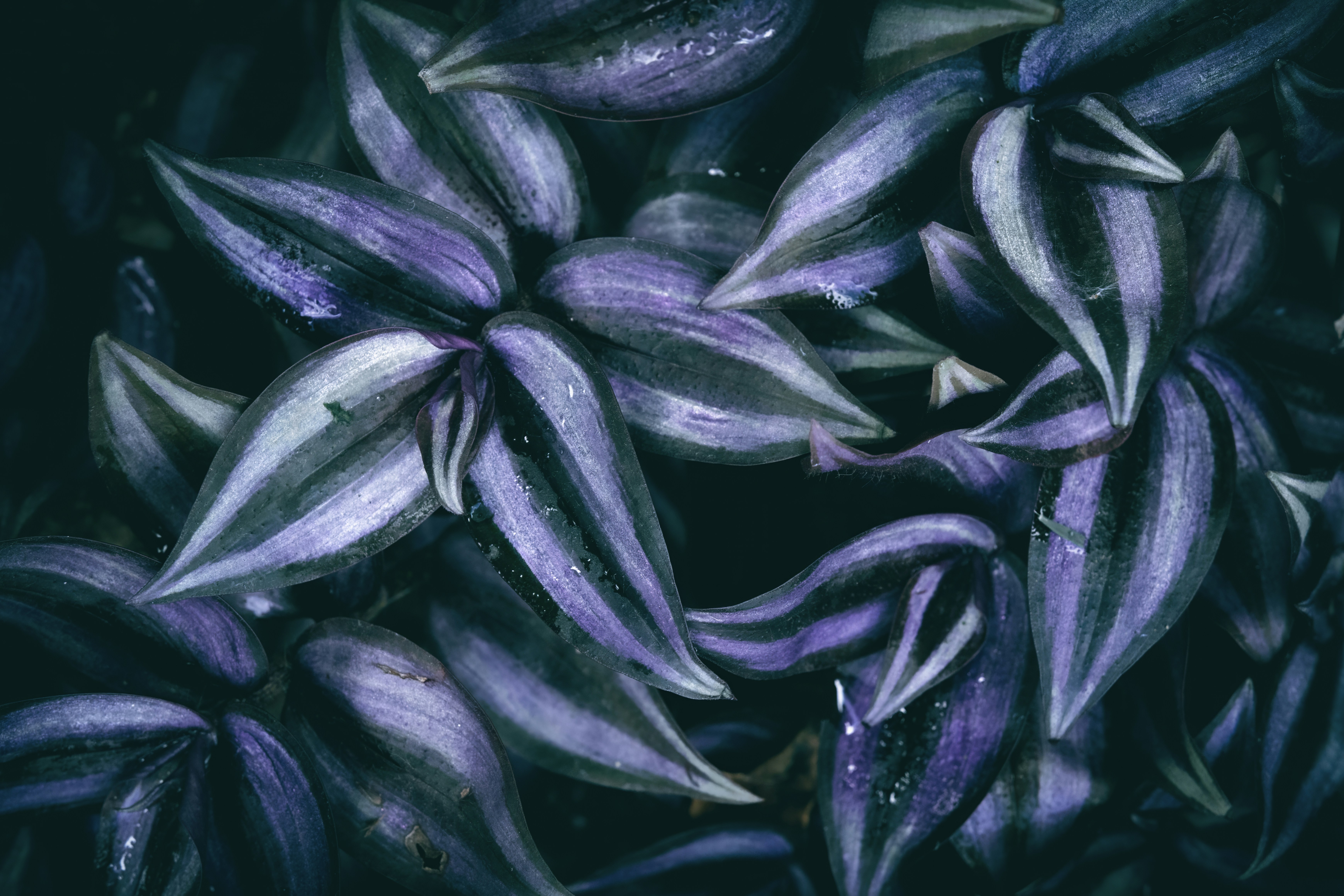 Nocturne of Indigo Leaves: Dew-kissed Macro Texture