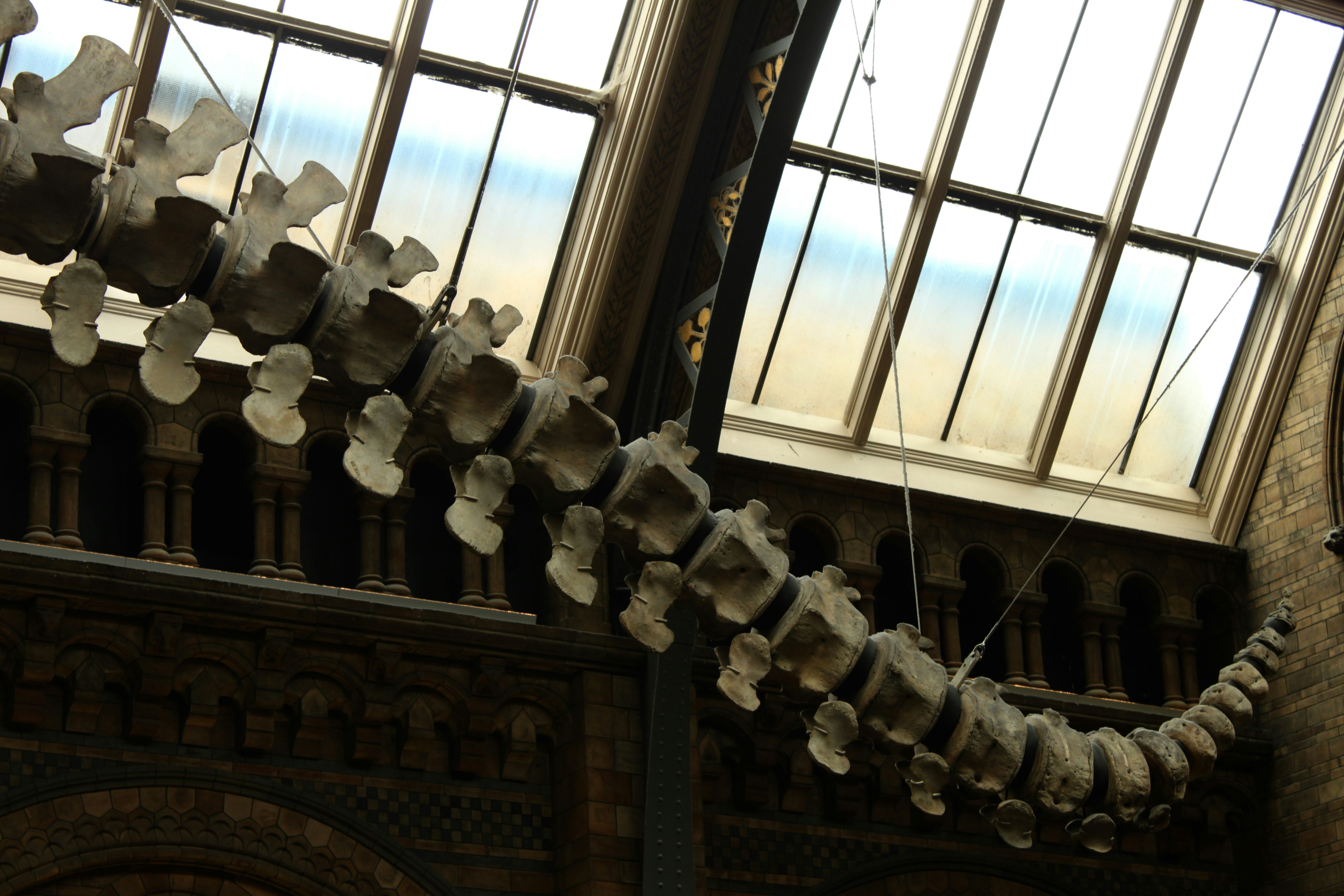 Vertebrae Garland Under Skylights