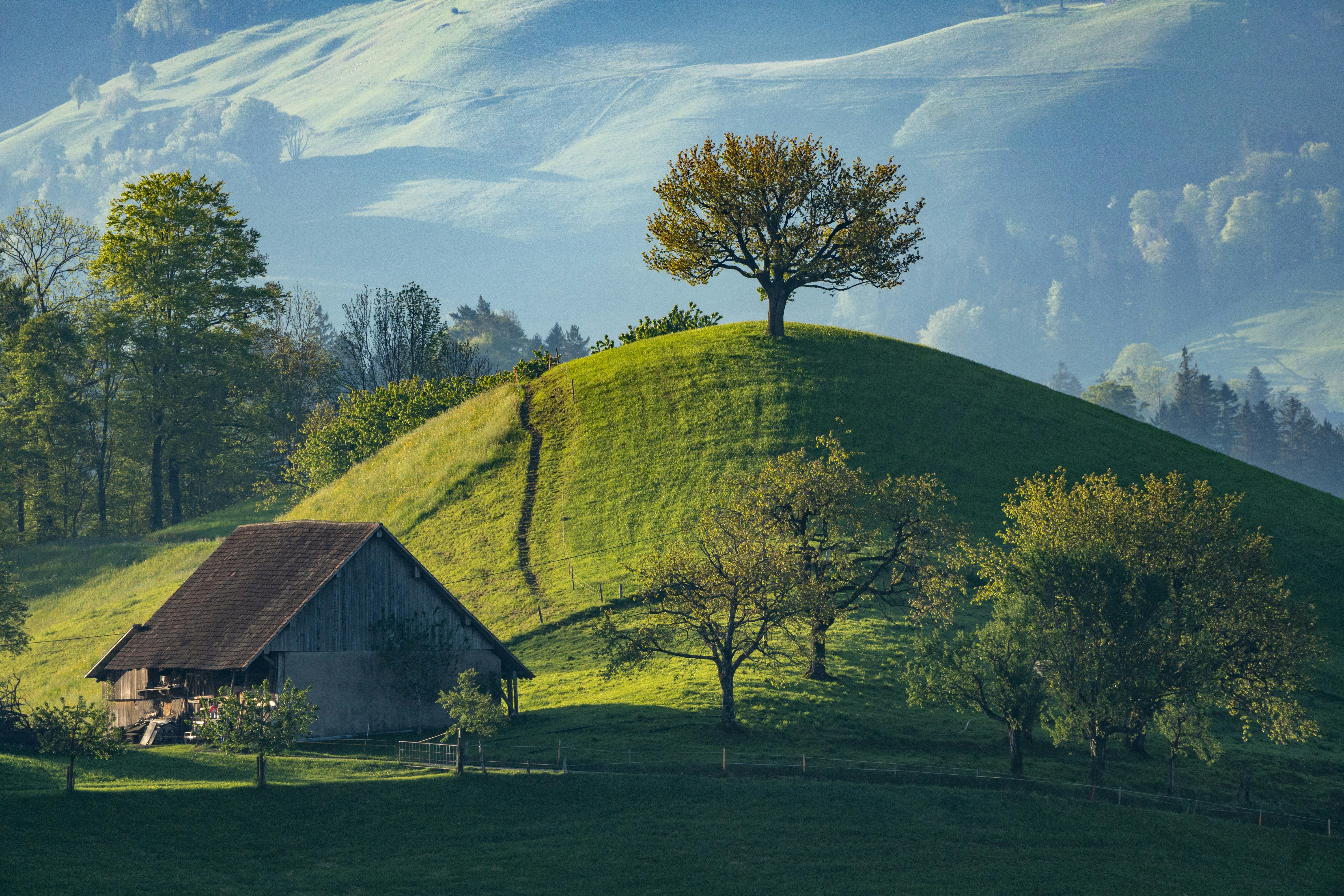 Verdant Ridge Sentinel: A lone tree crowns a sunlit knoll beside a weathered barn