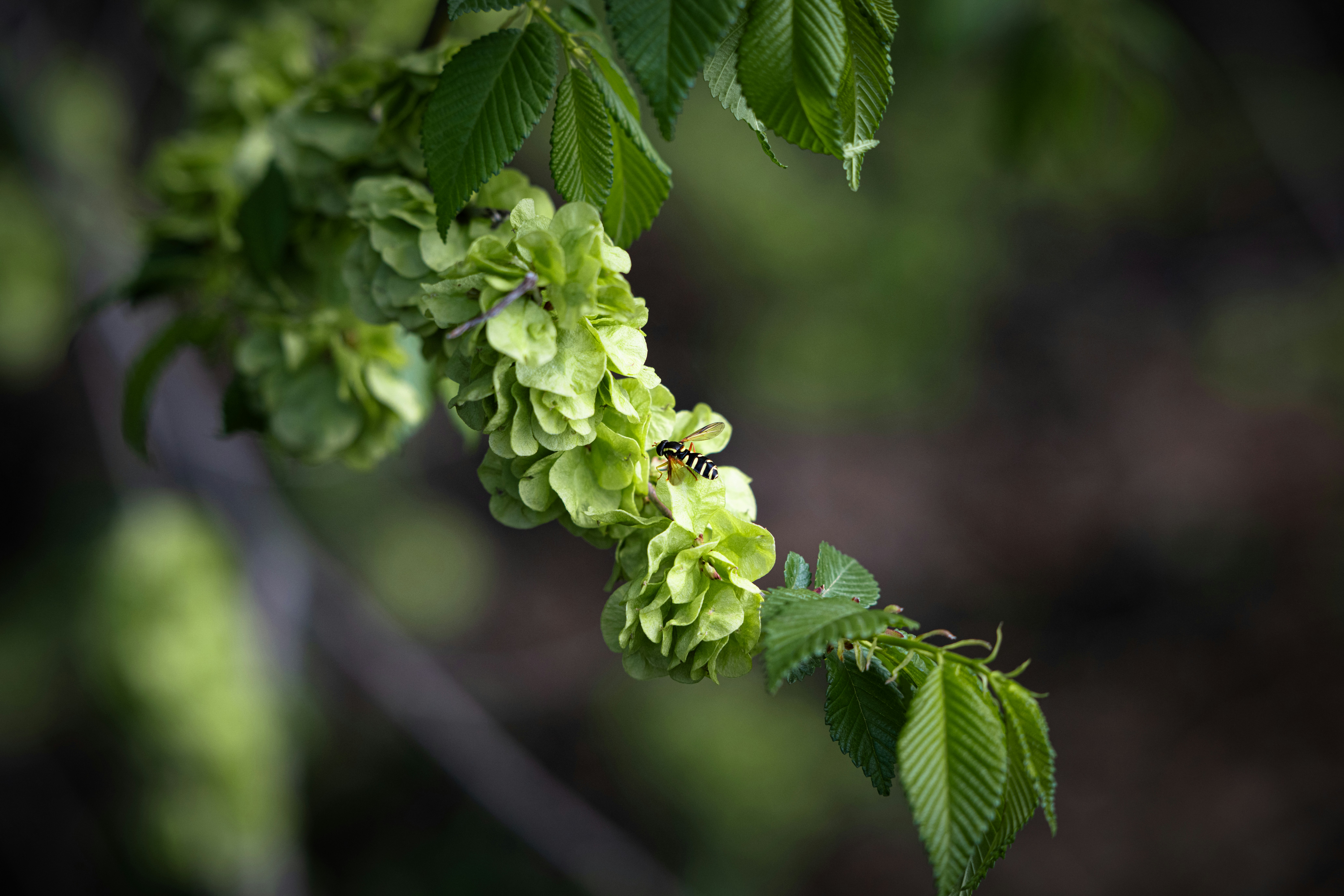 Buzzing on a Lime-green Peduncle