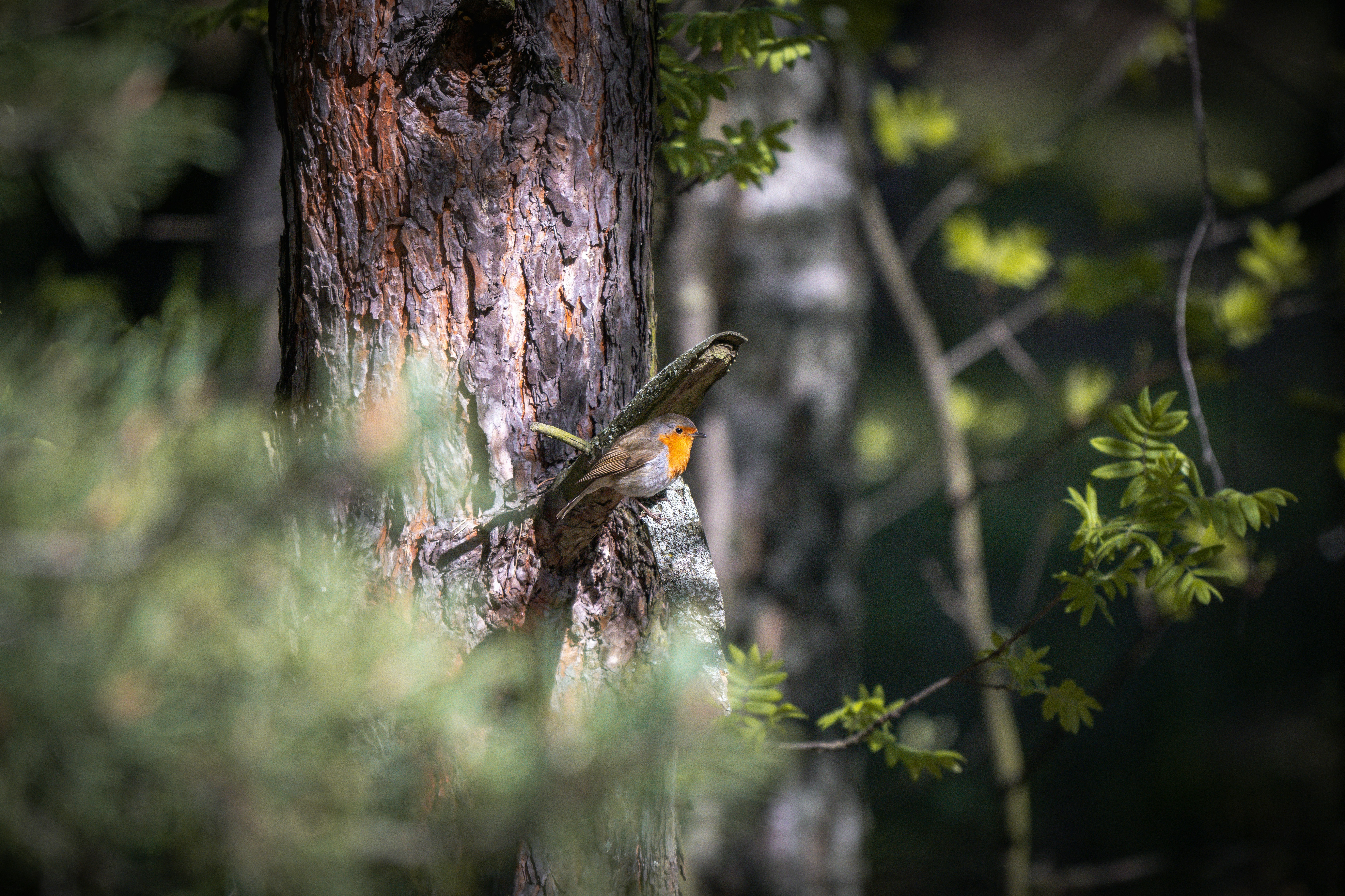 Amber Throat on Ebon Bark: A Quiet Forest Moment with a Robin