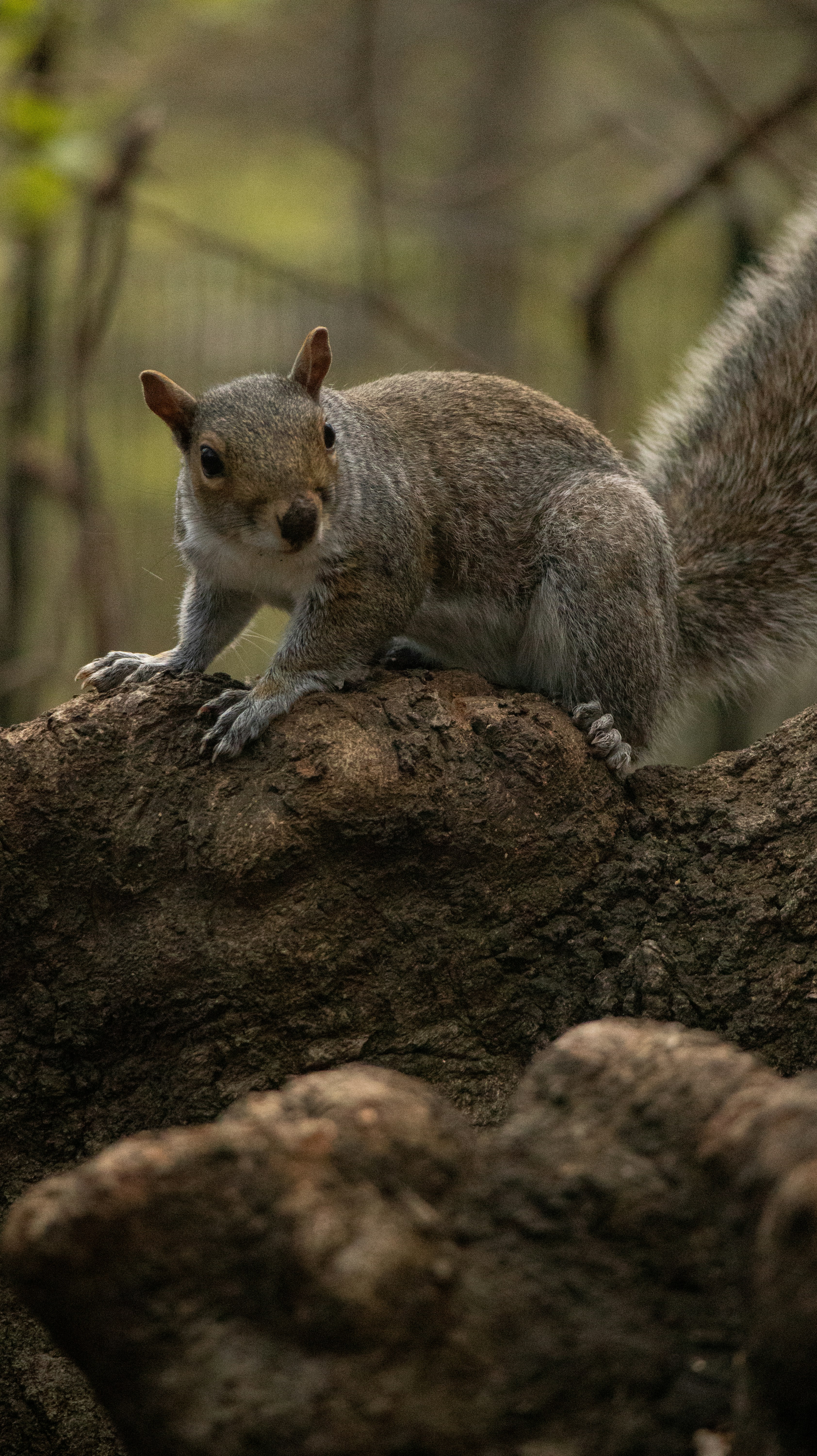 Curious Grey Squirrel Perches on a Weathered Rock in a Quiet Woodland