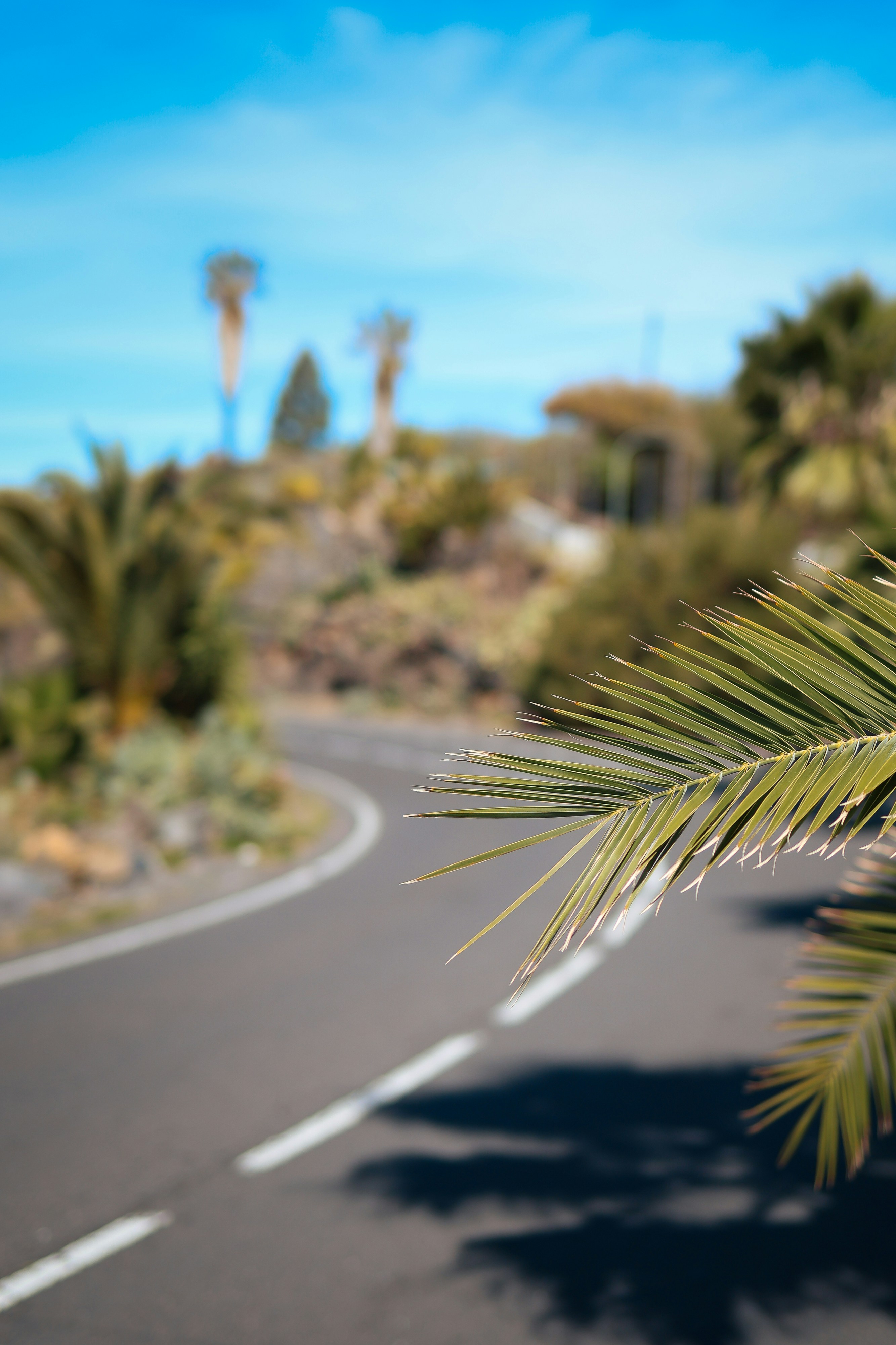 Desert Roadside Palm Frond in Sunlit Blur