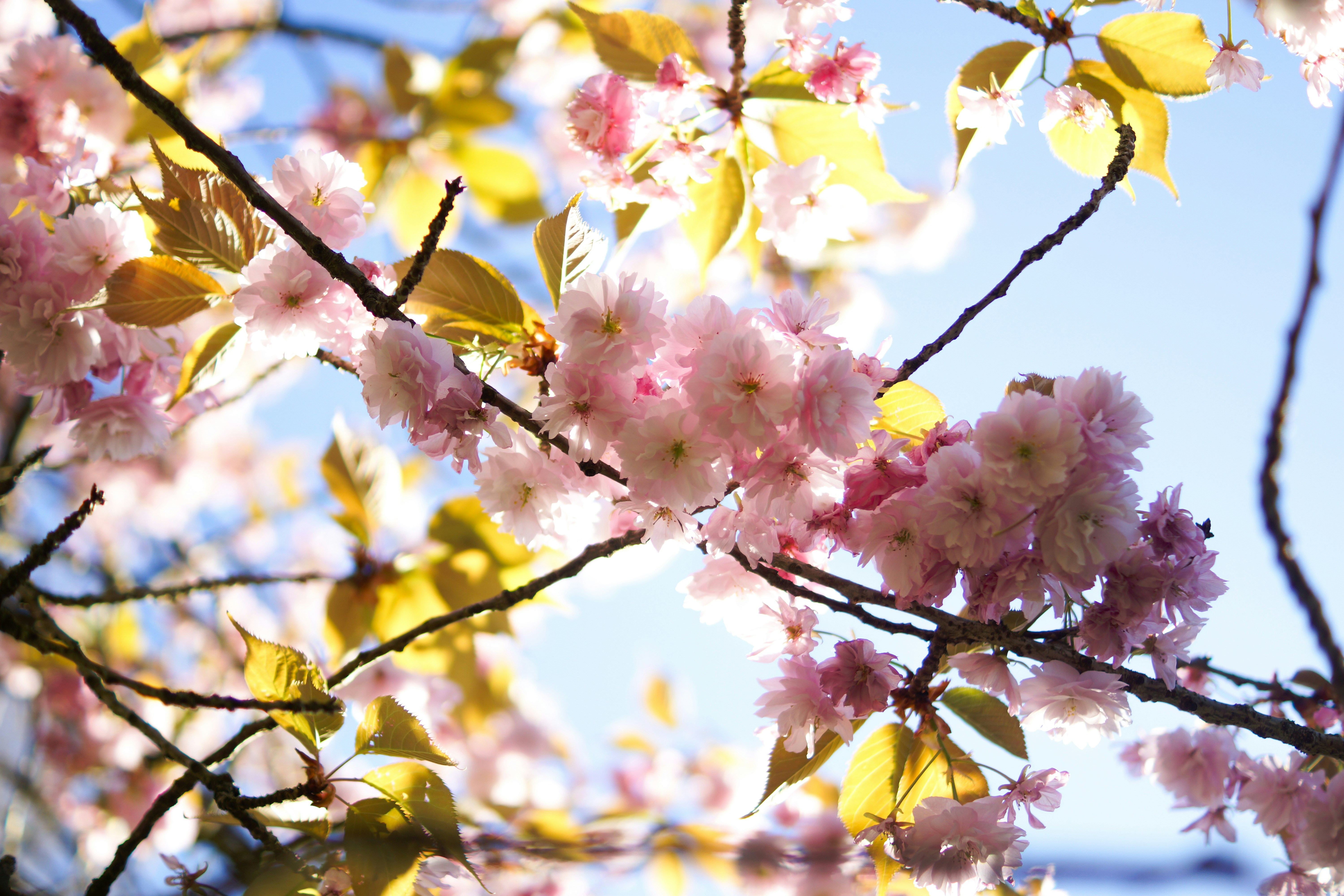 Whispers of Spring: A Floral Embrace