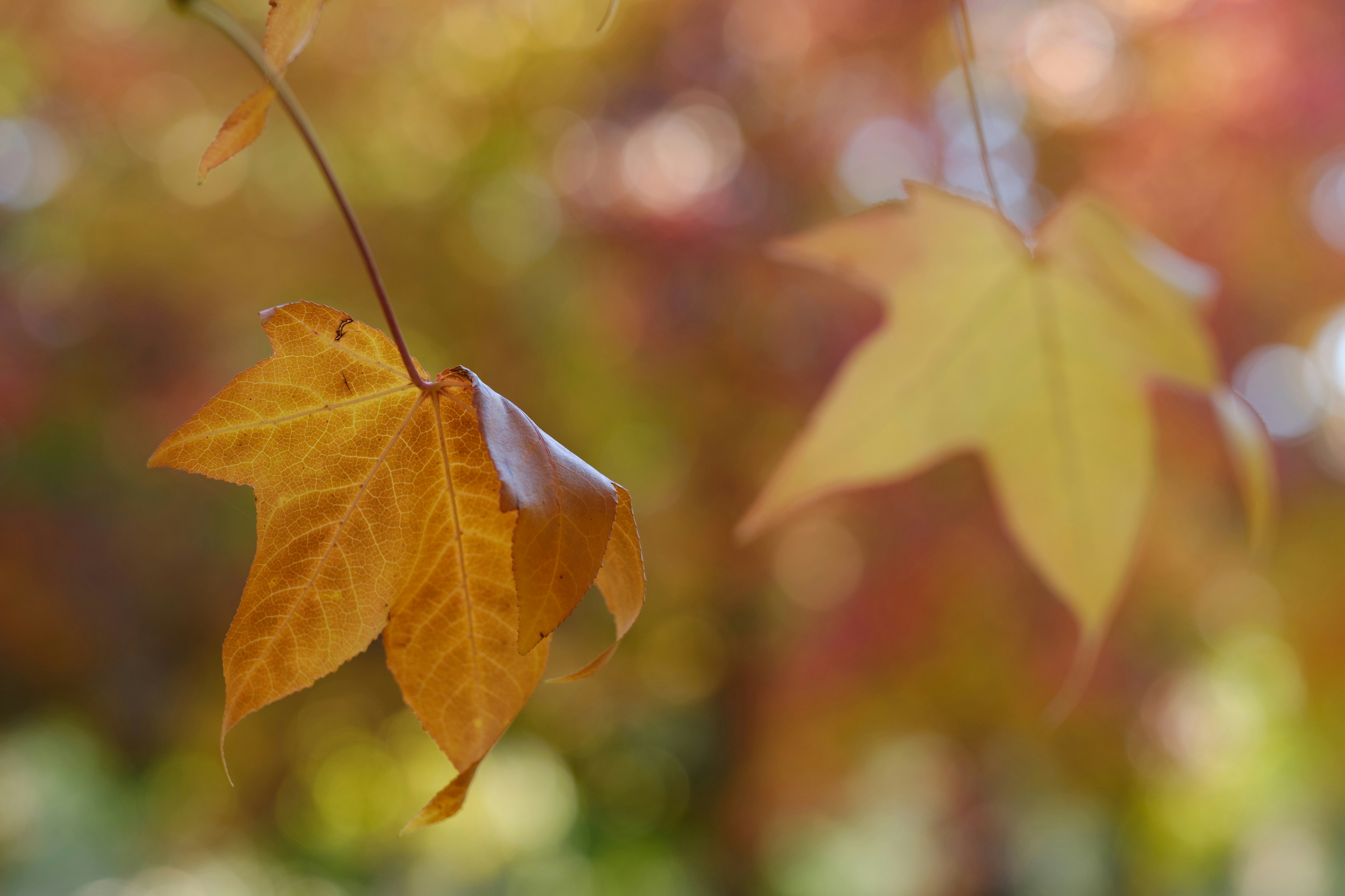 Autum maple orange leaves with yellow accents. | a close up of a leaf on a tree