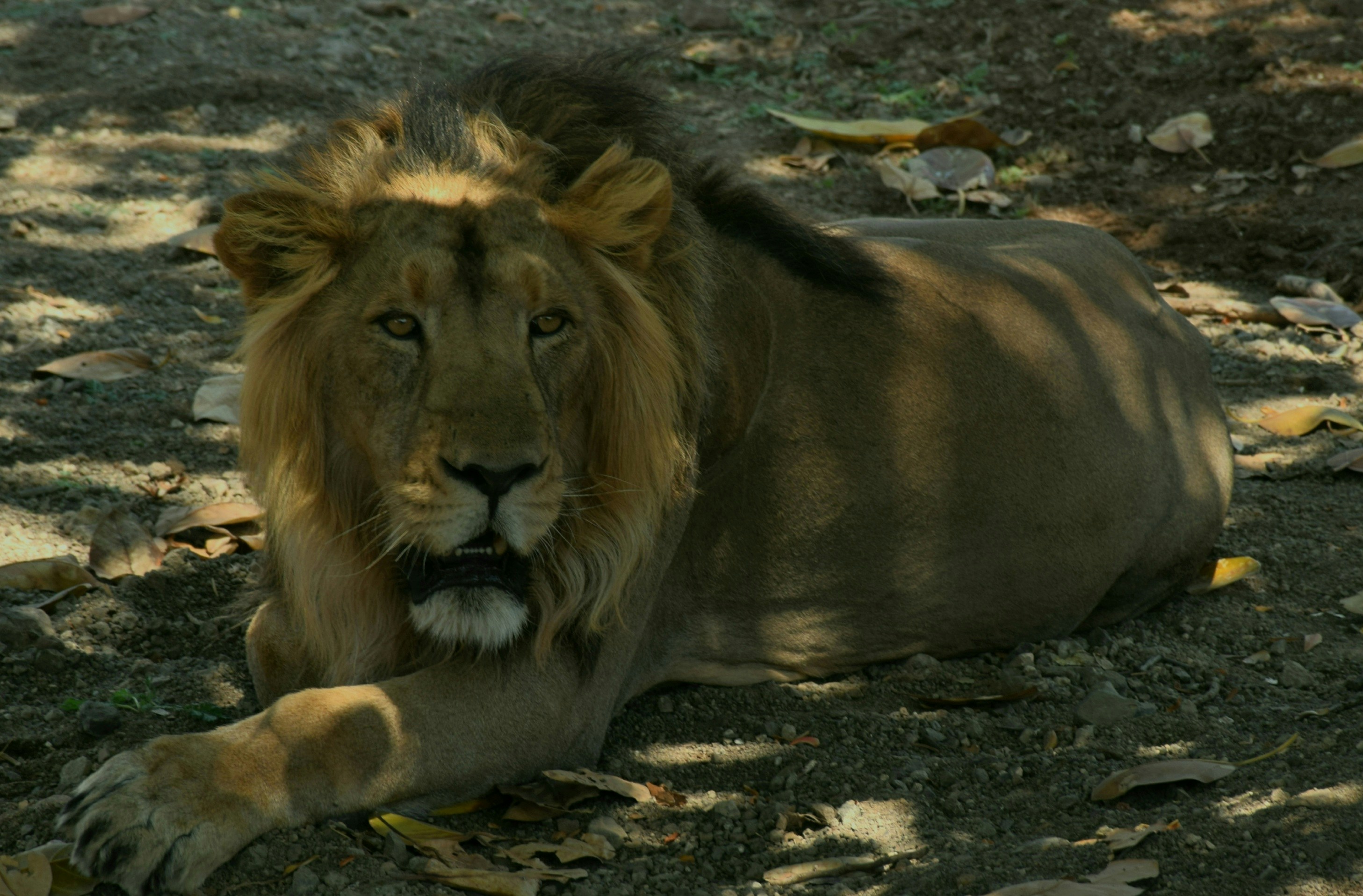 Lion at Rest: Sunlit Quiet Under the Canopy