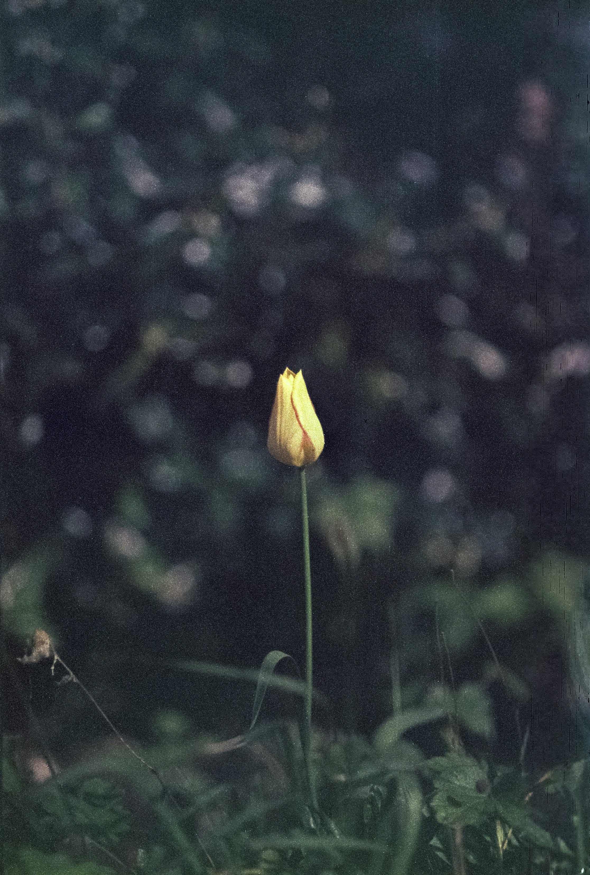 Solitary yellow tulip bud on a slender stem rises from shadowy foliage, set against a soft, blurred background.
