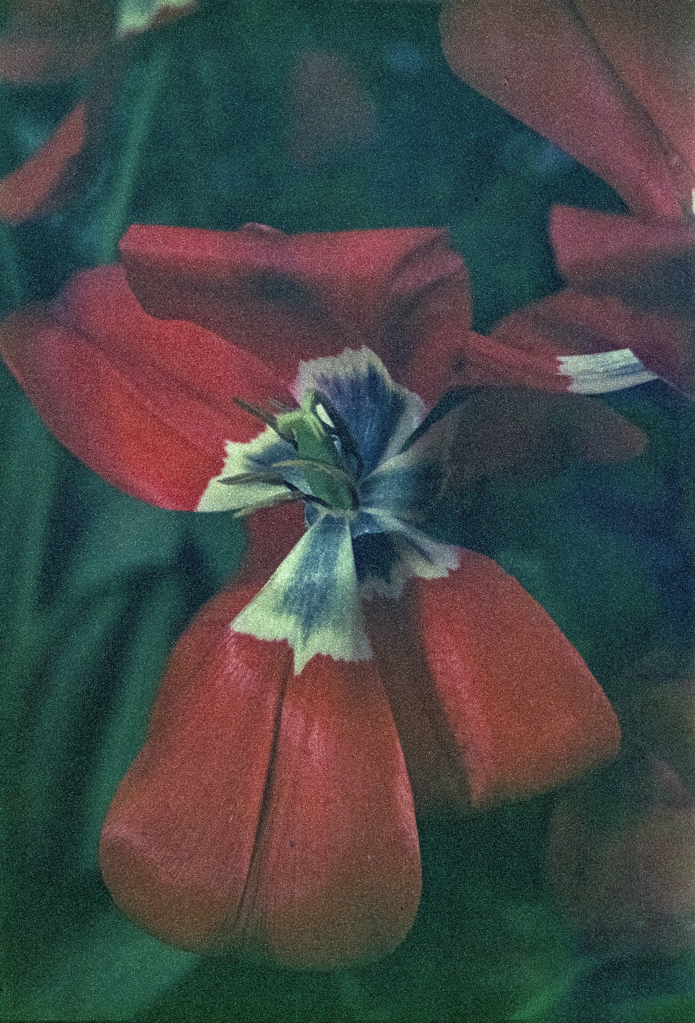 Close-up of a red tulip with a blue-white center. Velvet petals and a grainy texture create a moody, tactile feel.