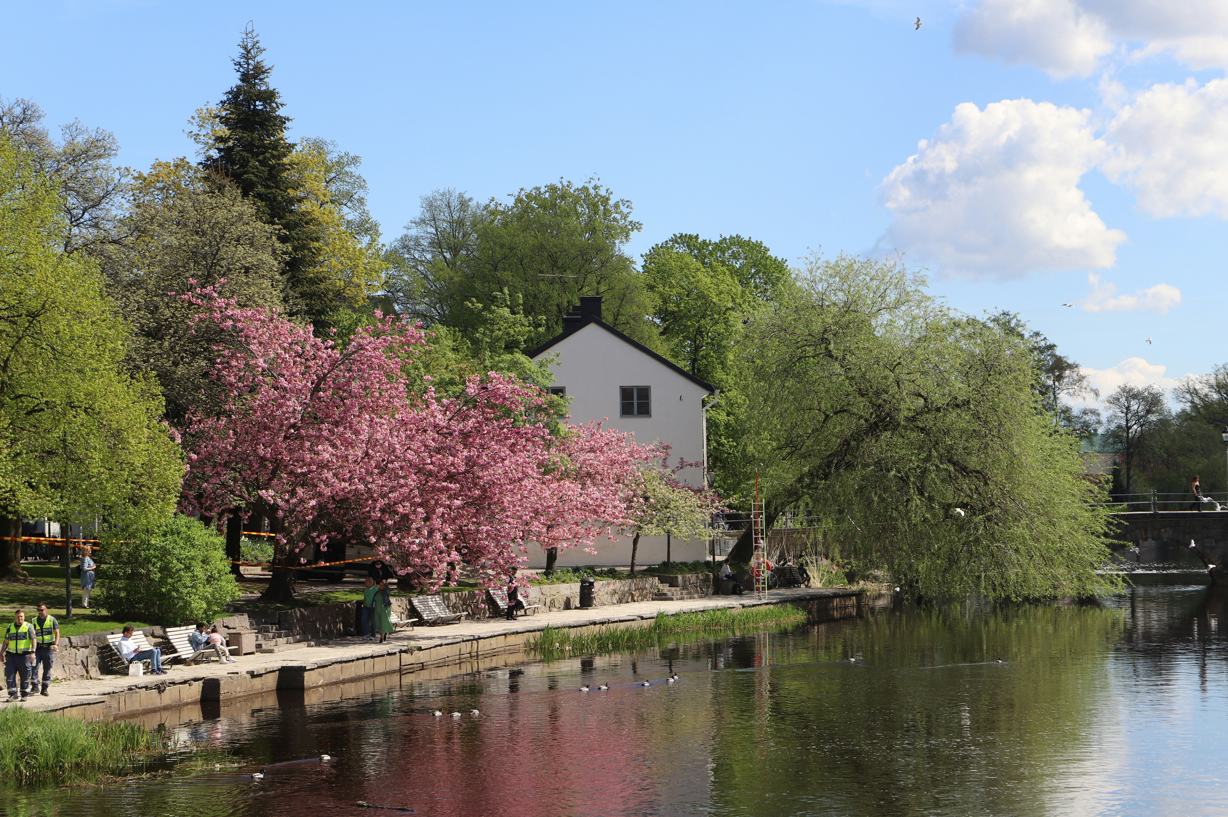 Rosy Blossom Row by the Riverfront Cottage