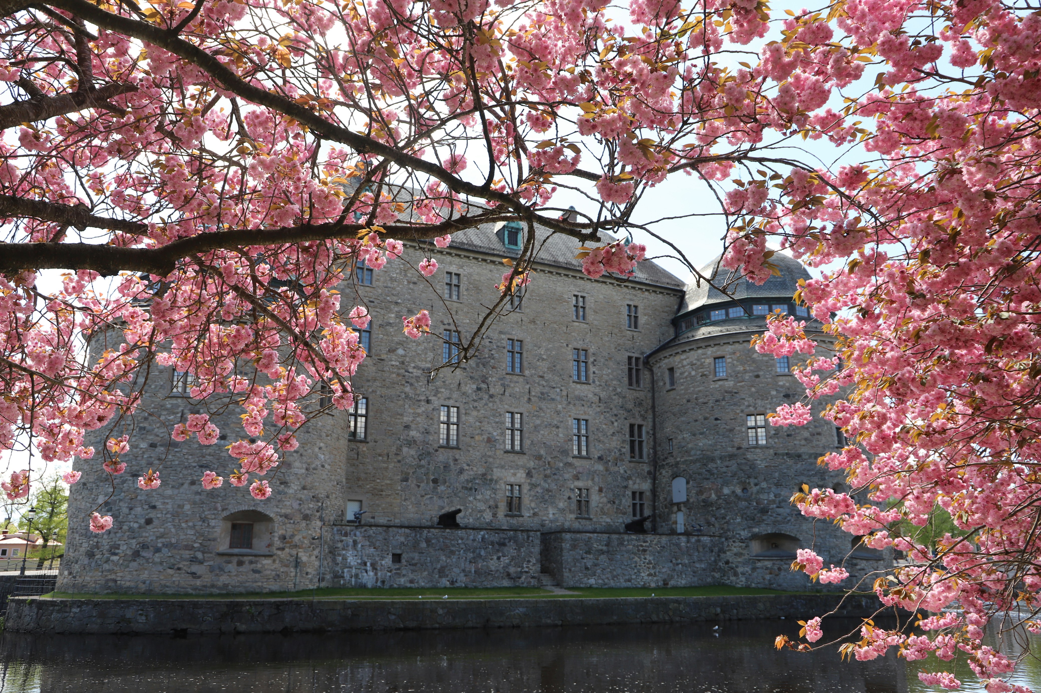 Petal-Framed Riverside Fortress: Cherry Blossoms Crown a Stone Keep