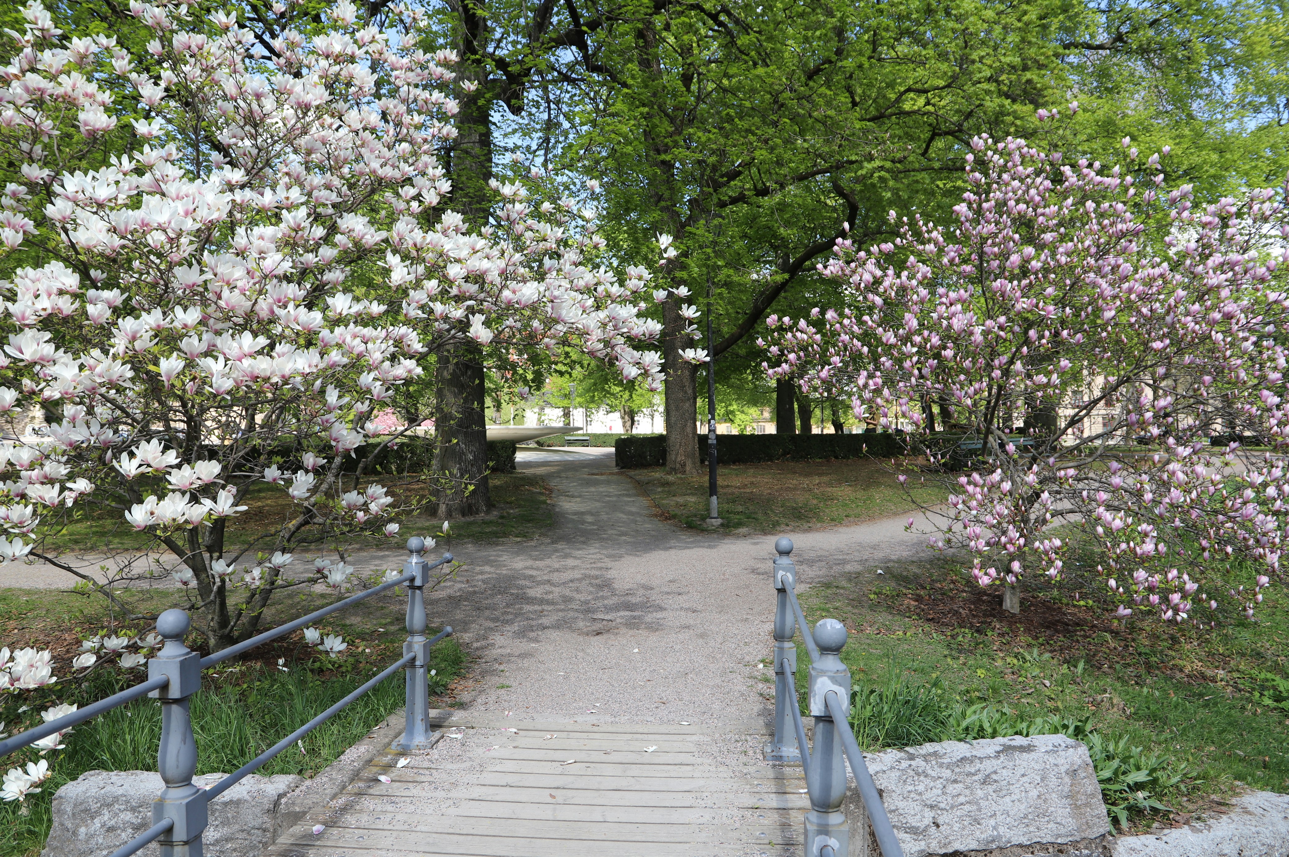 Pink Canopy Over a Quiet Park Bridge