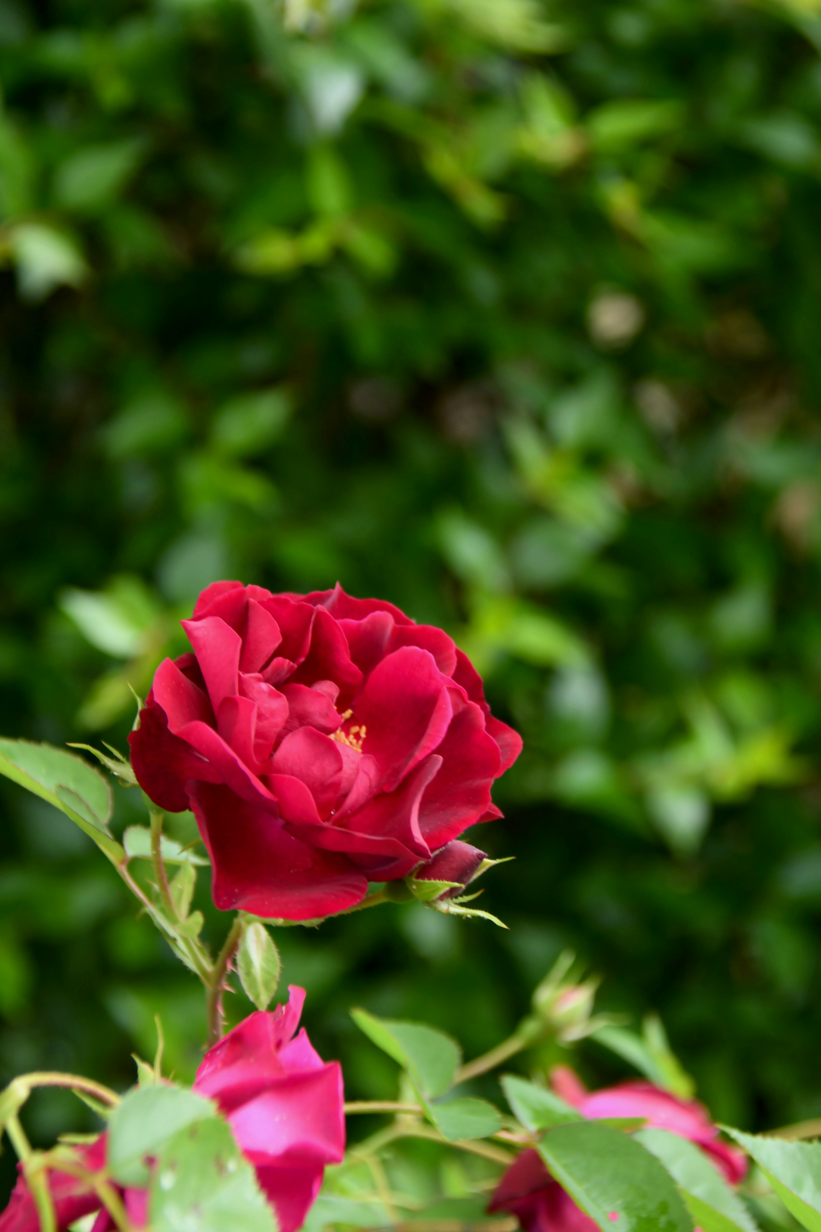 A red rose is blooming in a garden photo – Free Rose Image on Unsplash