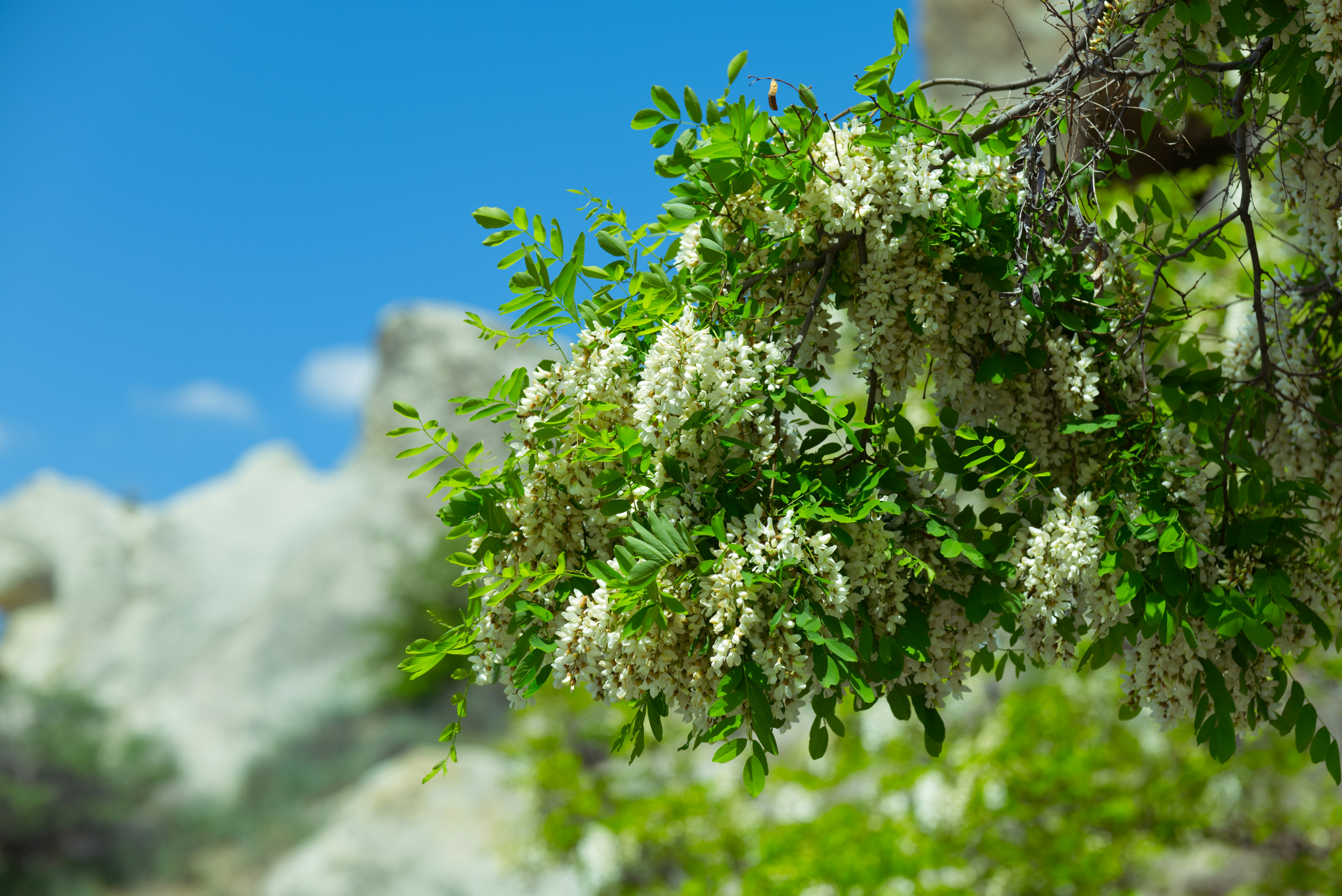 Azure Sky and White Blossom: a Branch in Focus