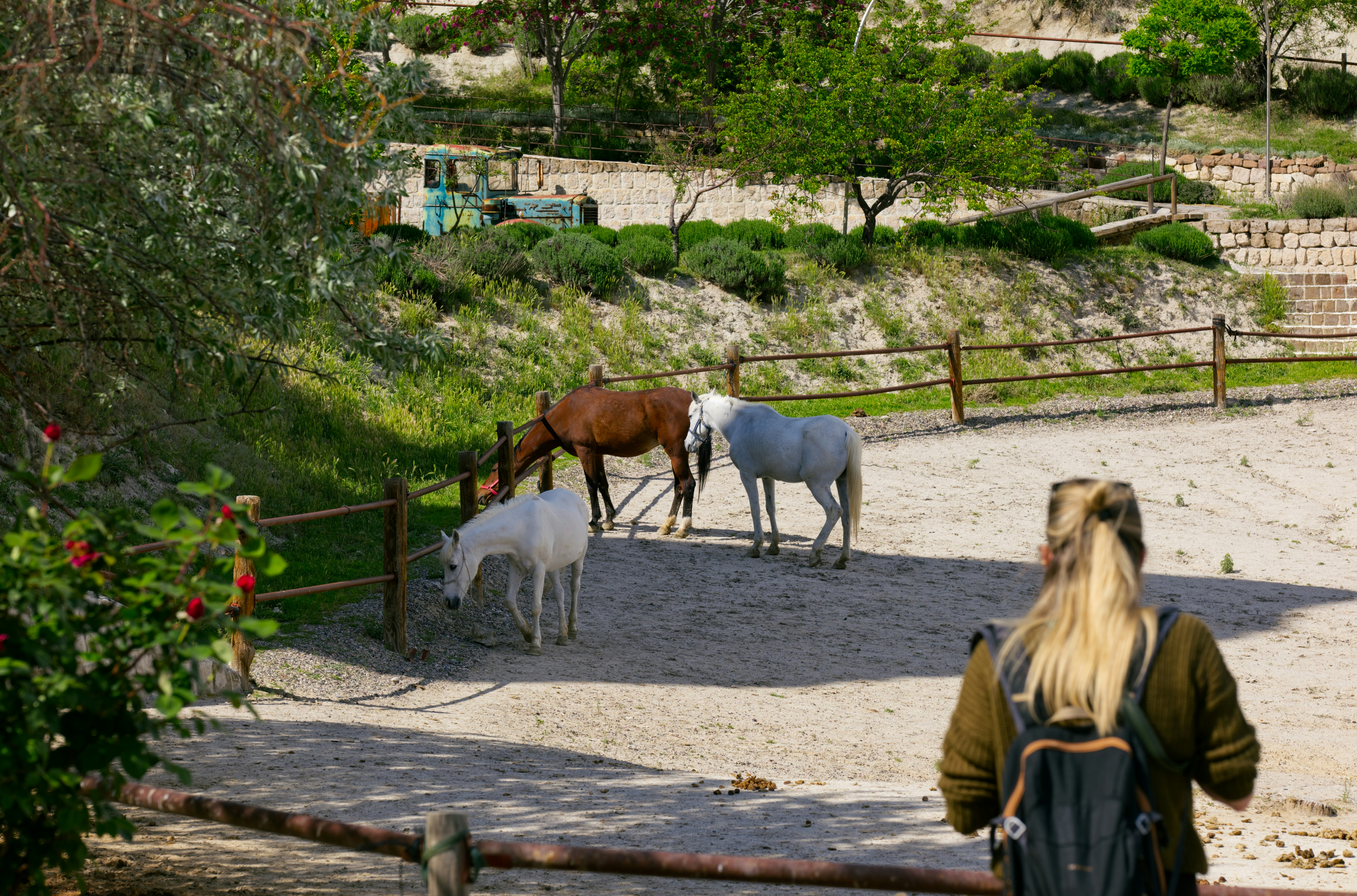 Front-Row Quiet: Backpacker Observes Horses by a Sunlit Paddock