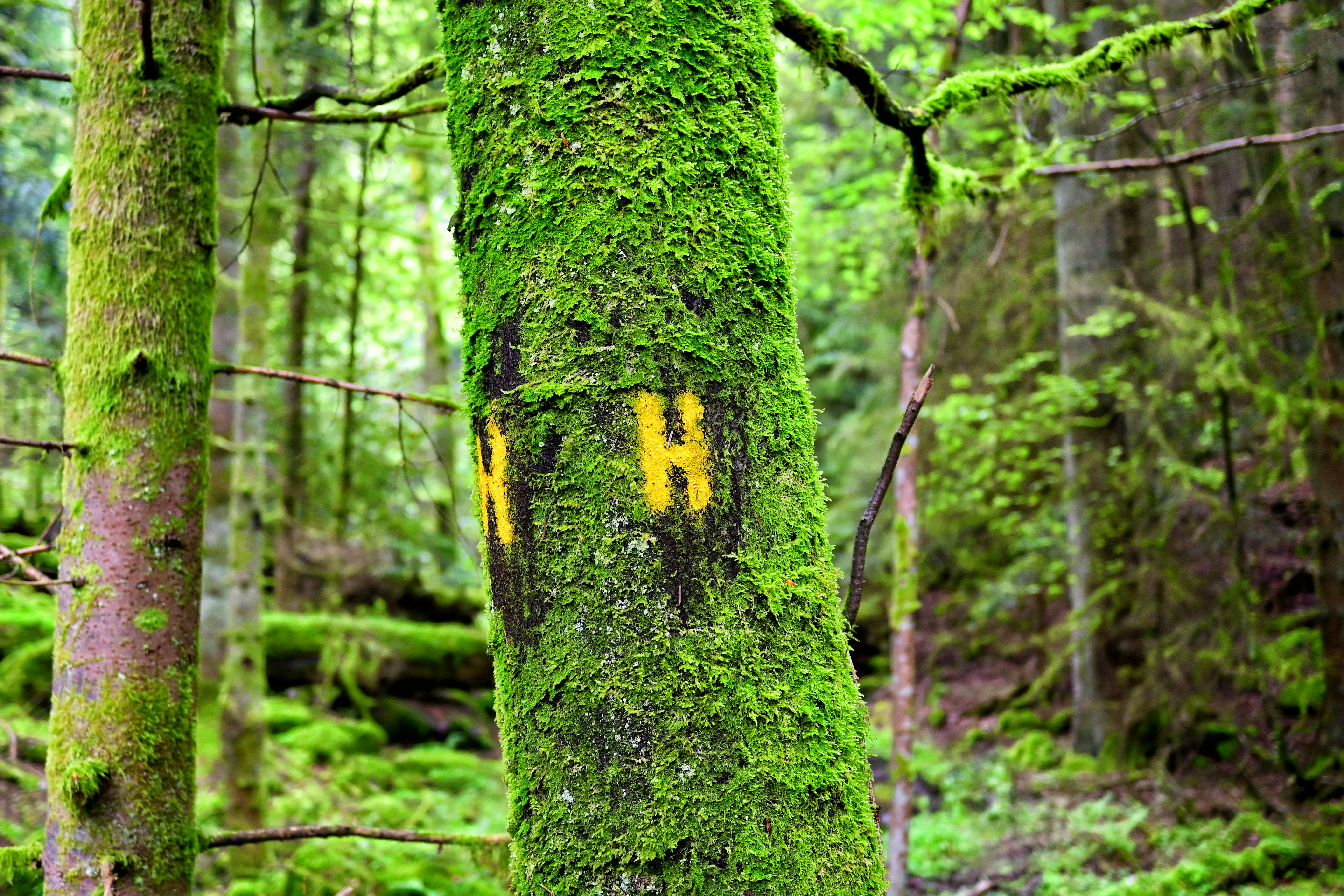 Nature's Canvas: The Marked Sentinel
