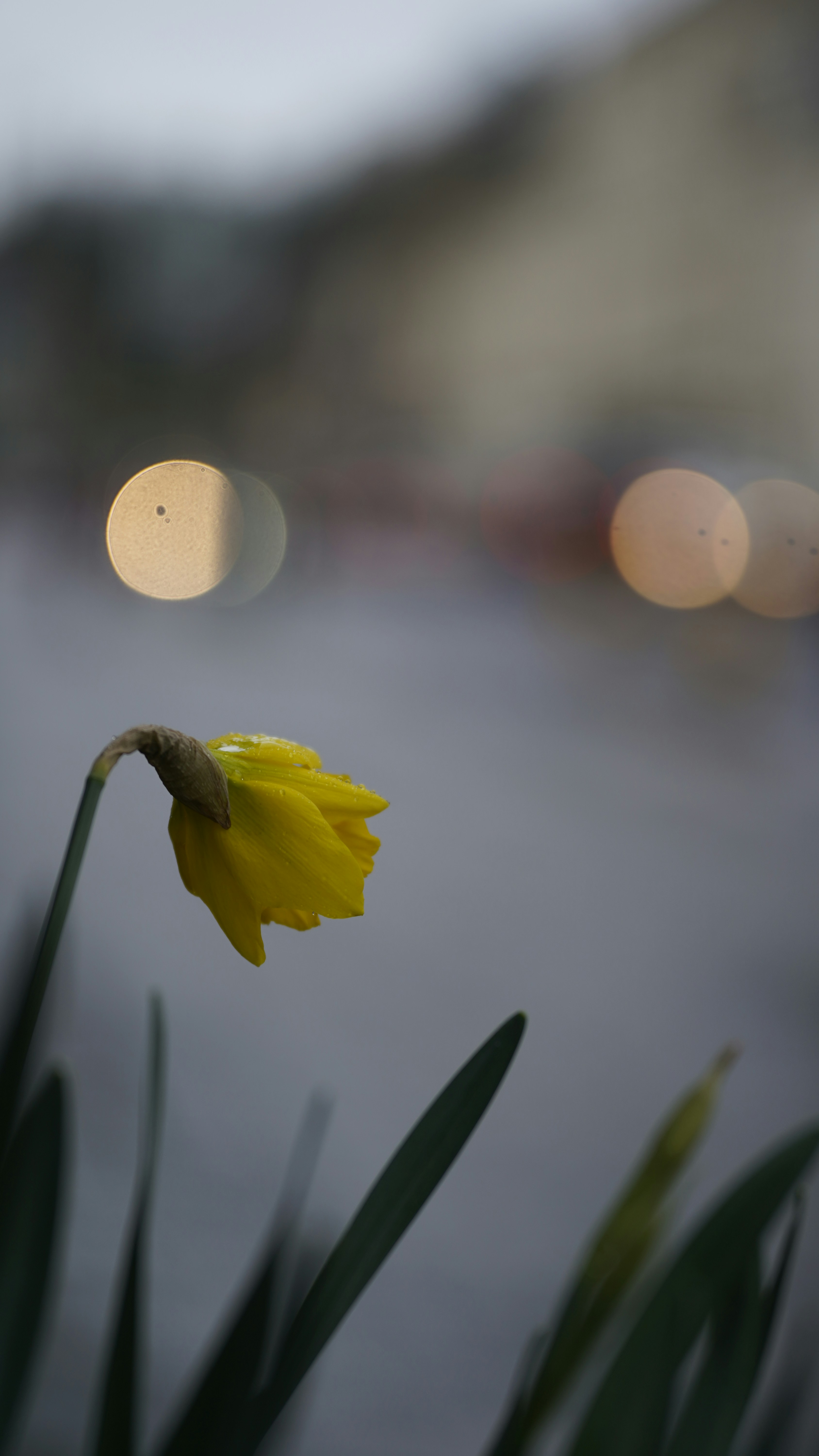 Daffodil in City Glow: A Solo Bloom Among Soft Lights