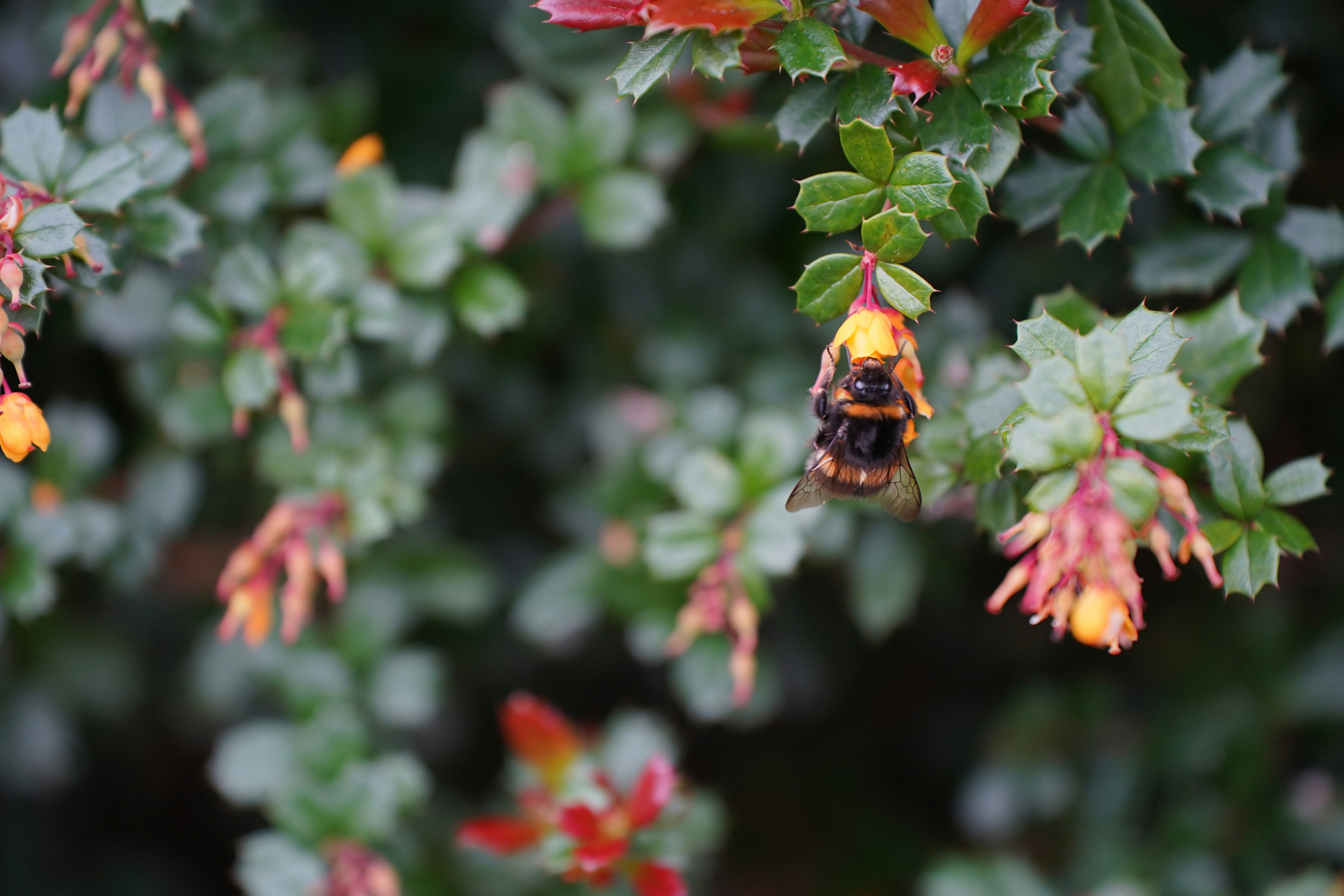 Amber Bee on a Coral Bloom Amid Quiet Greenery