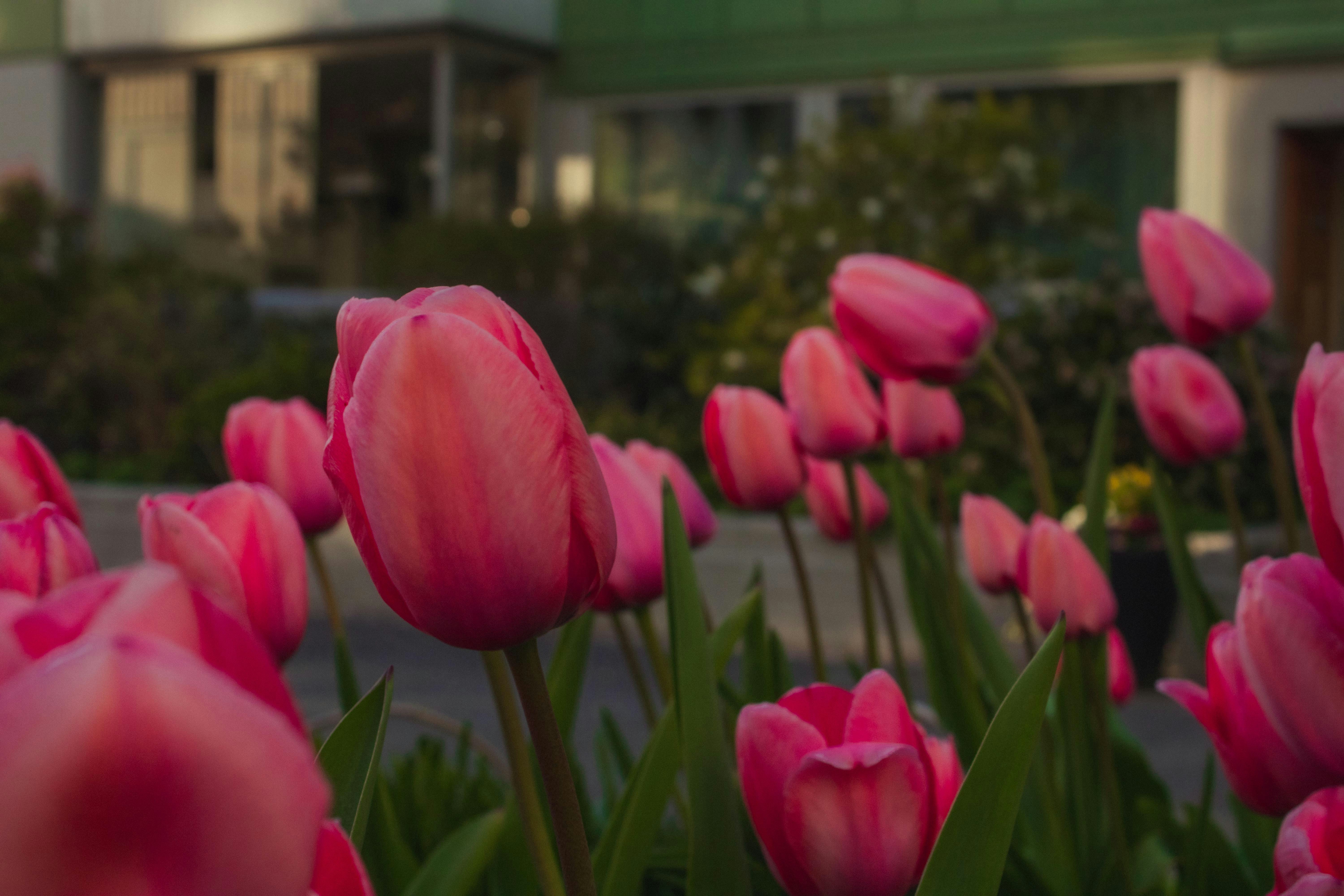 A bunch of pink tulips in front of a building photo – Free Flower Image ...