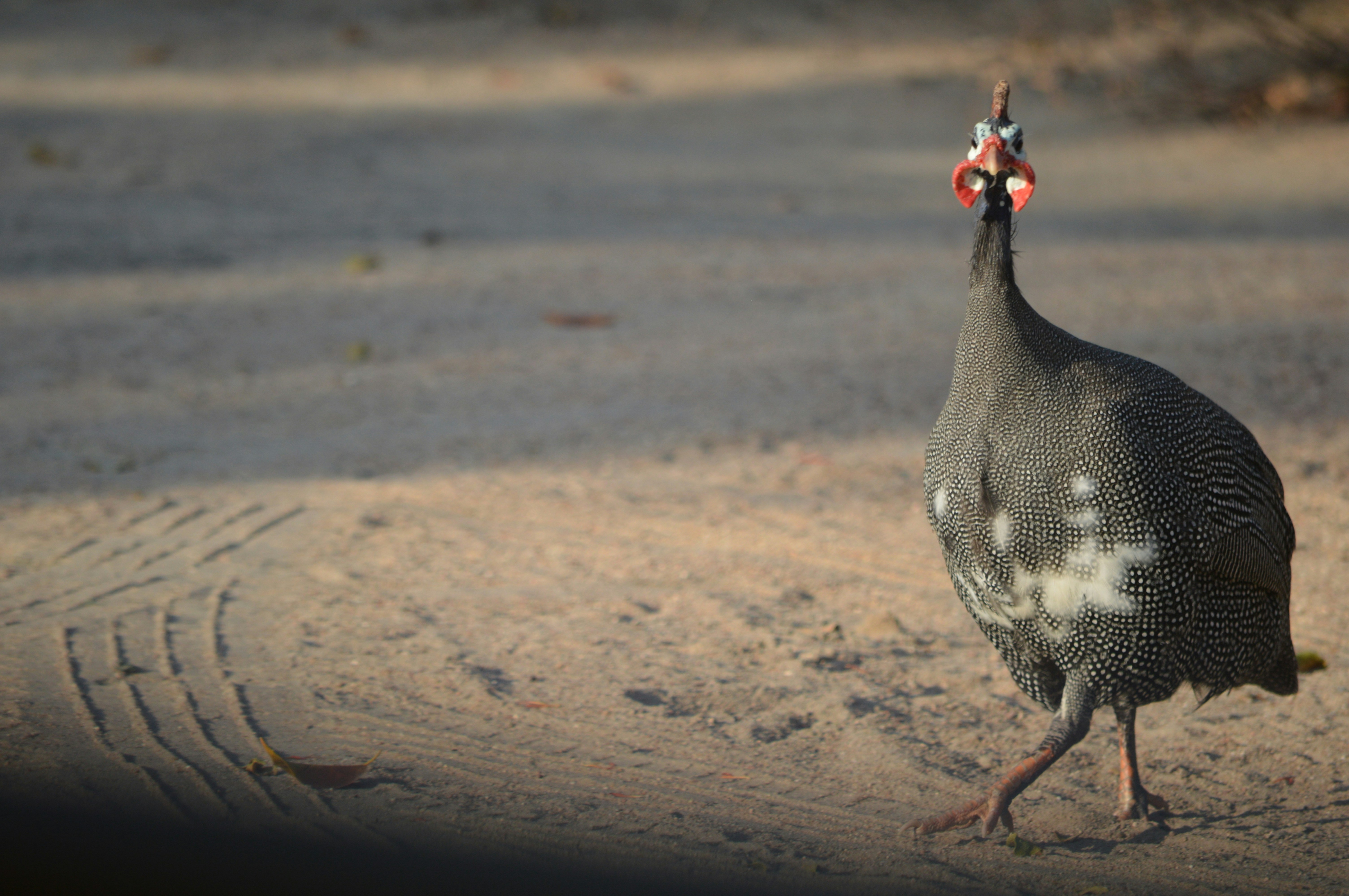 A Solemn Stroll: The Guinea Fowl's Journey