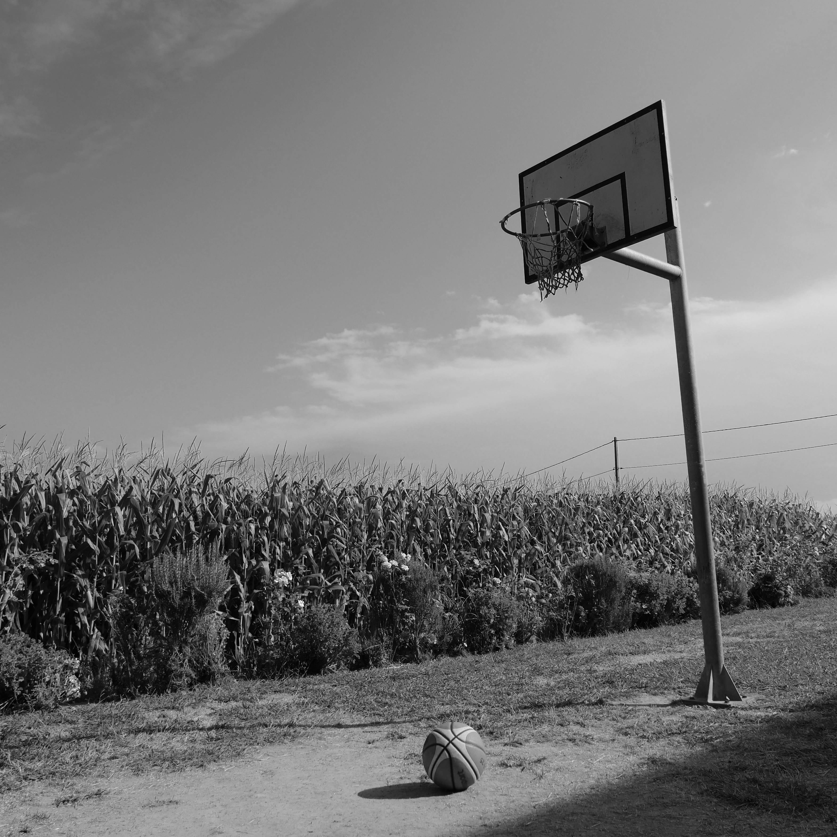 a basketball hoop in the middle of a corn field