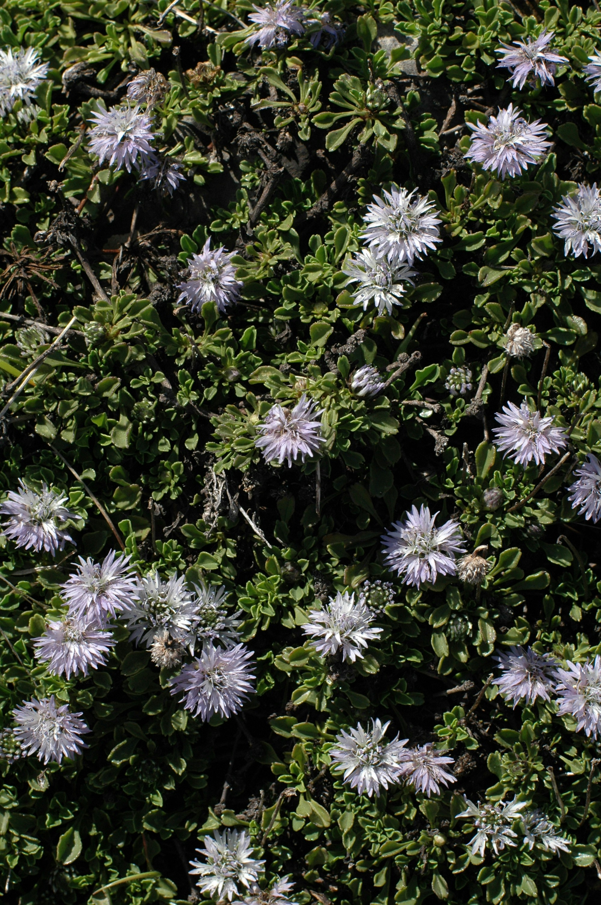 Pale lavender puffflower blossoms carpet a dense green groundcover in bright sunlight.