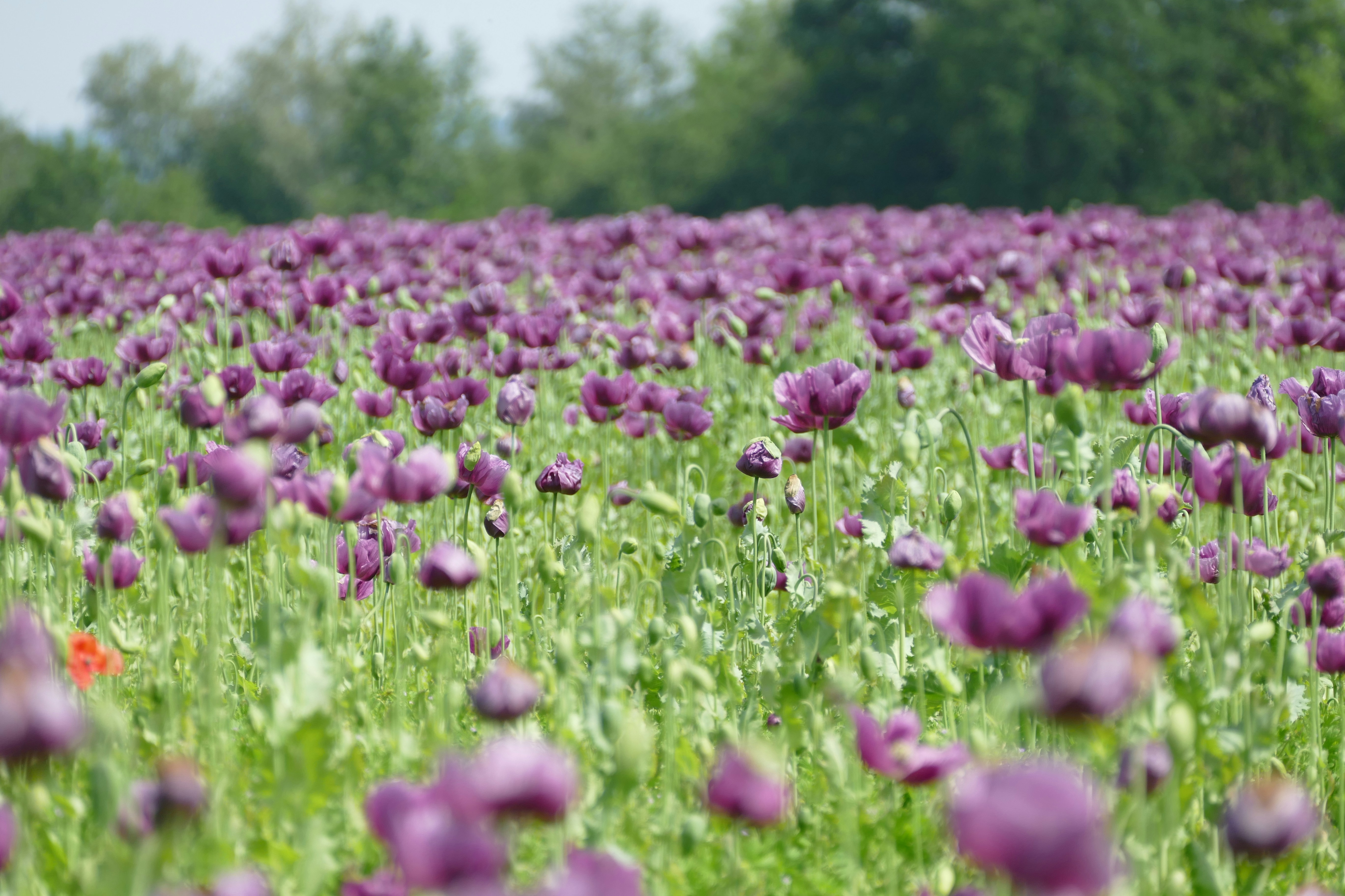Purple Poppy Field: A Quiet Sea of Blooming Stems