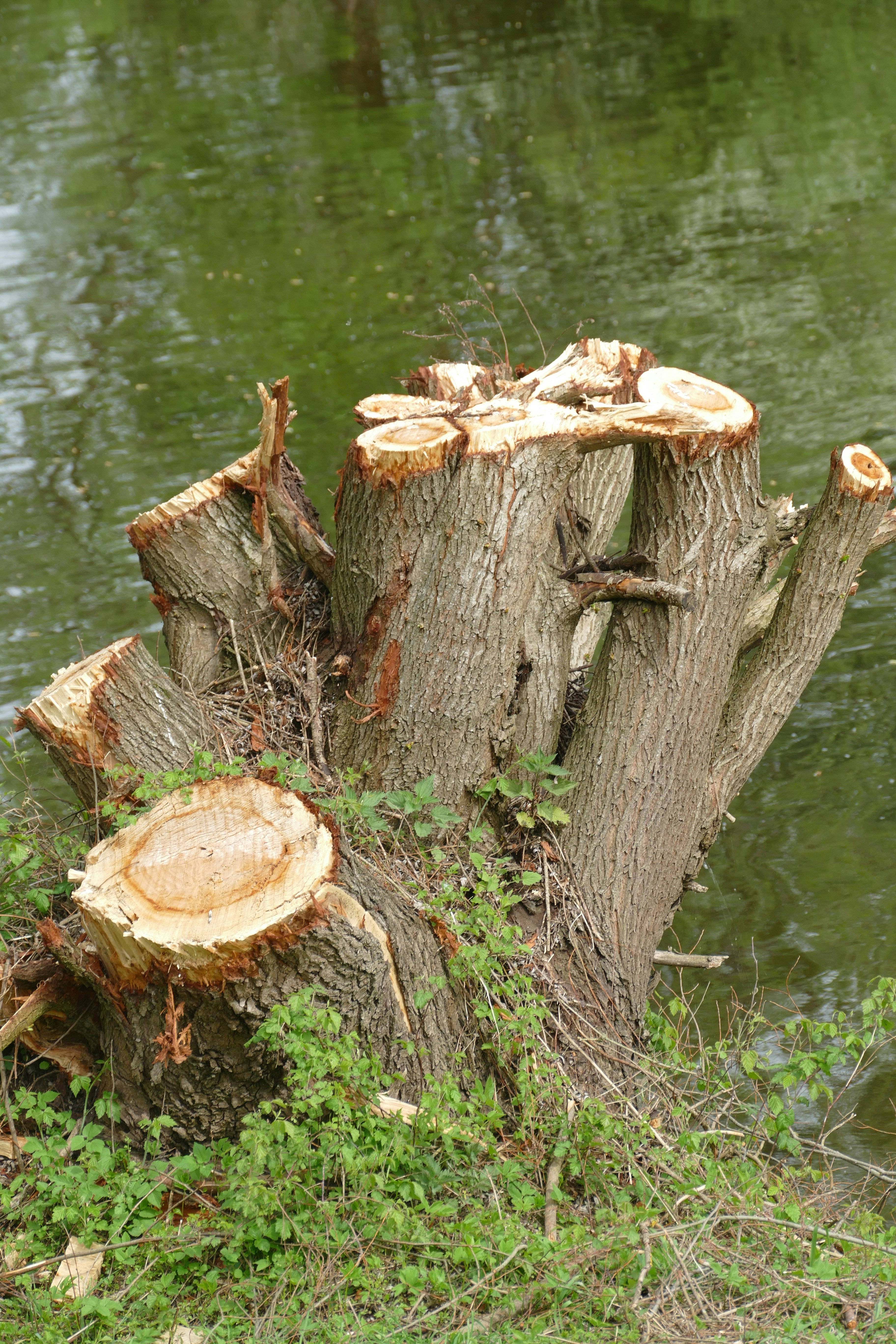 Stumps at the Pond's Edge: Weathered Timber Reaching from the Bank