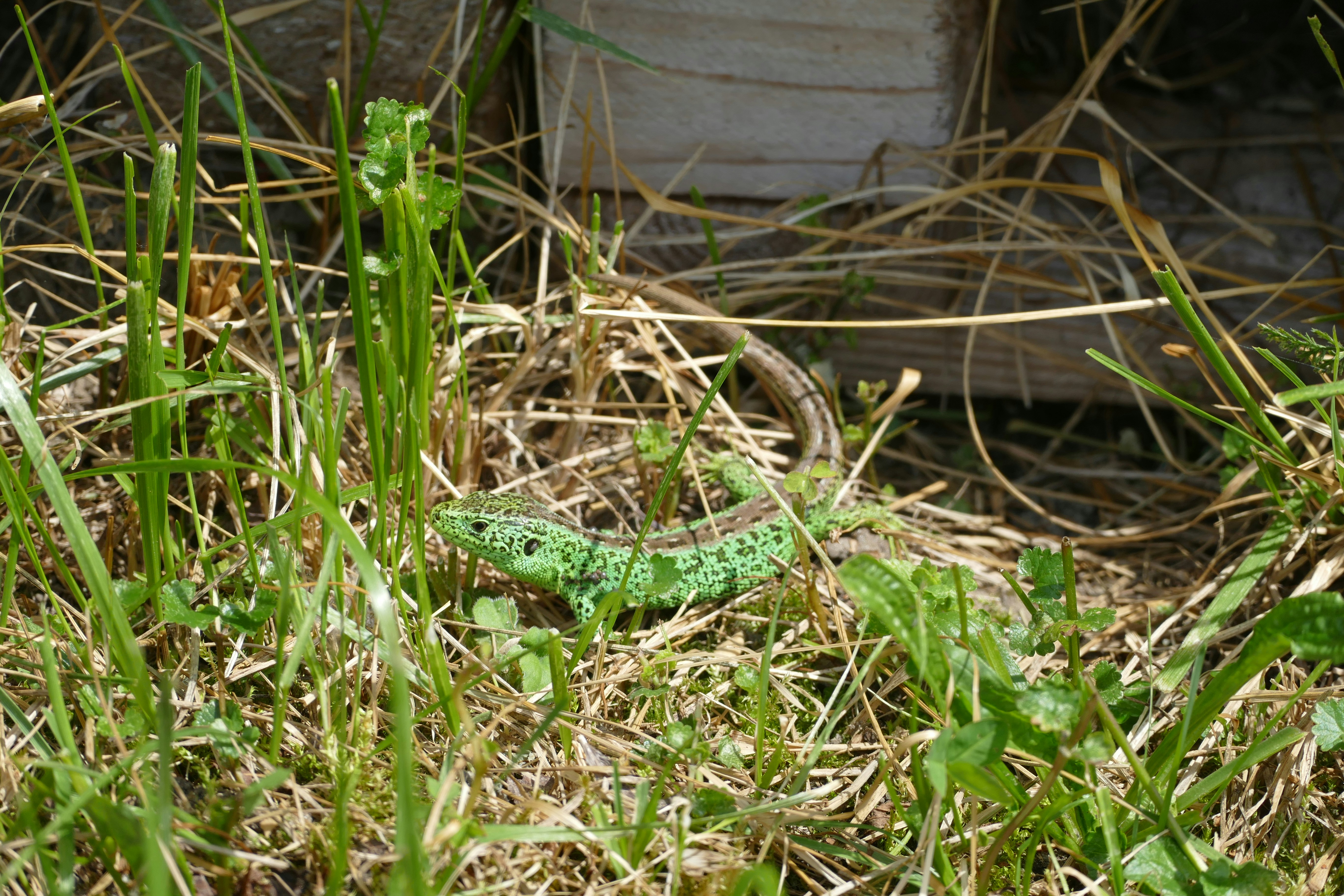 Emerald Sentinel: A Tiny Lizard Amid Rustic Grass and Straw
