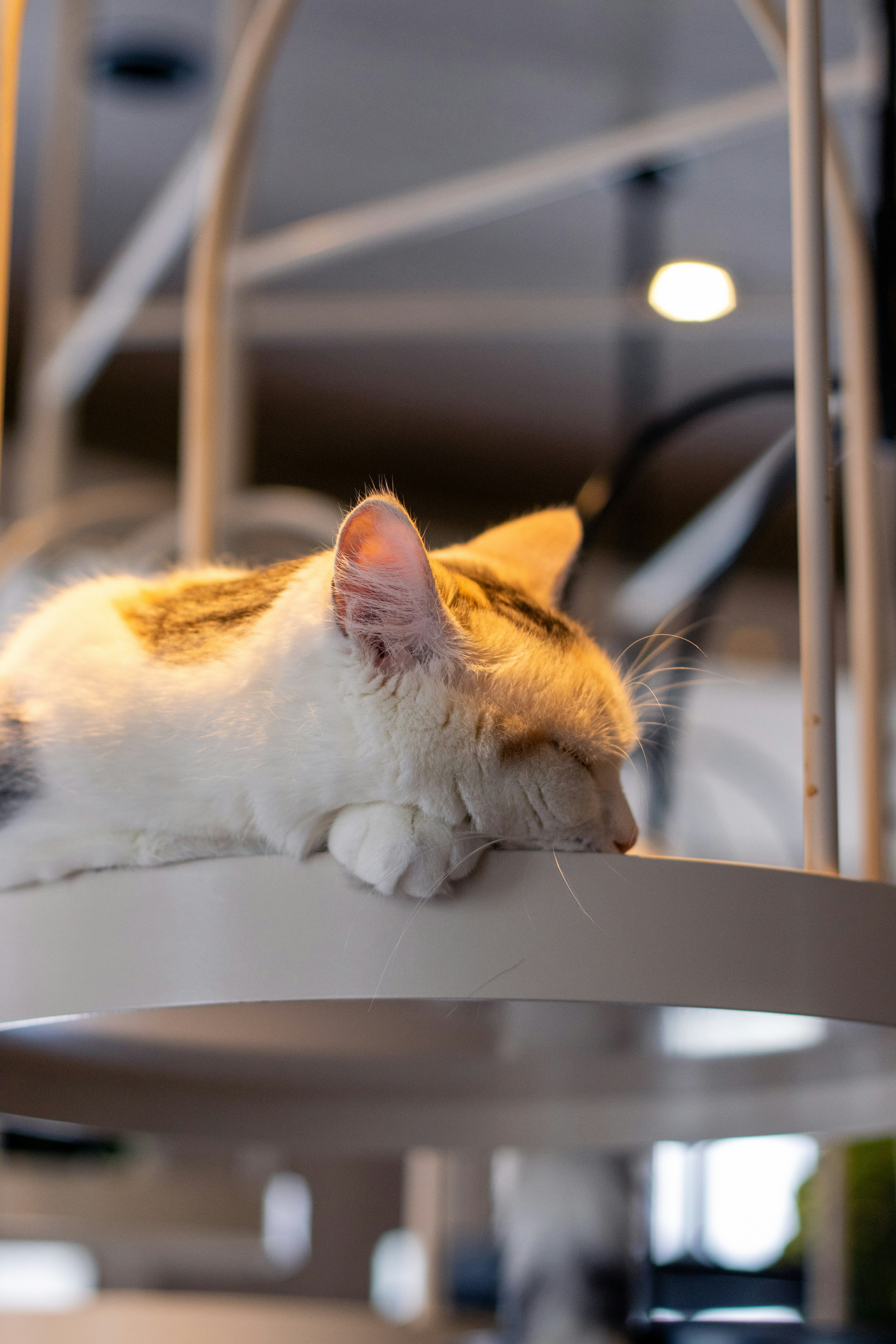Nap on the Curve: a cat at rest on a sleek studio shelf