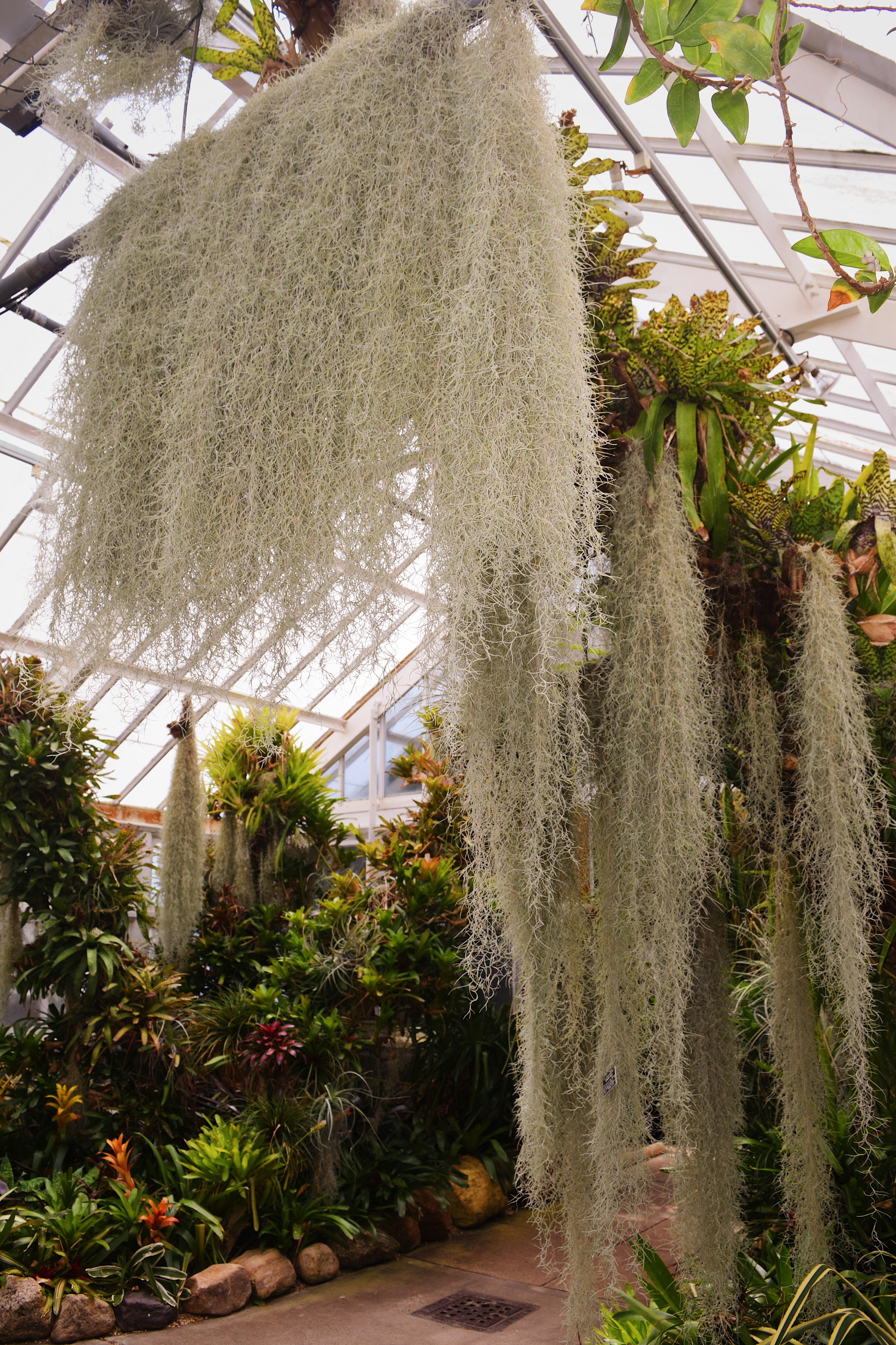 Hanging Spanish Moss in a Glasshouse Jungle