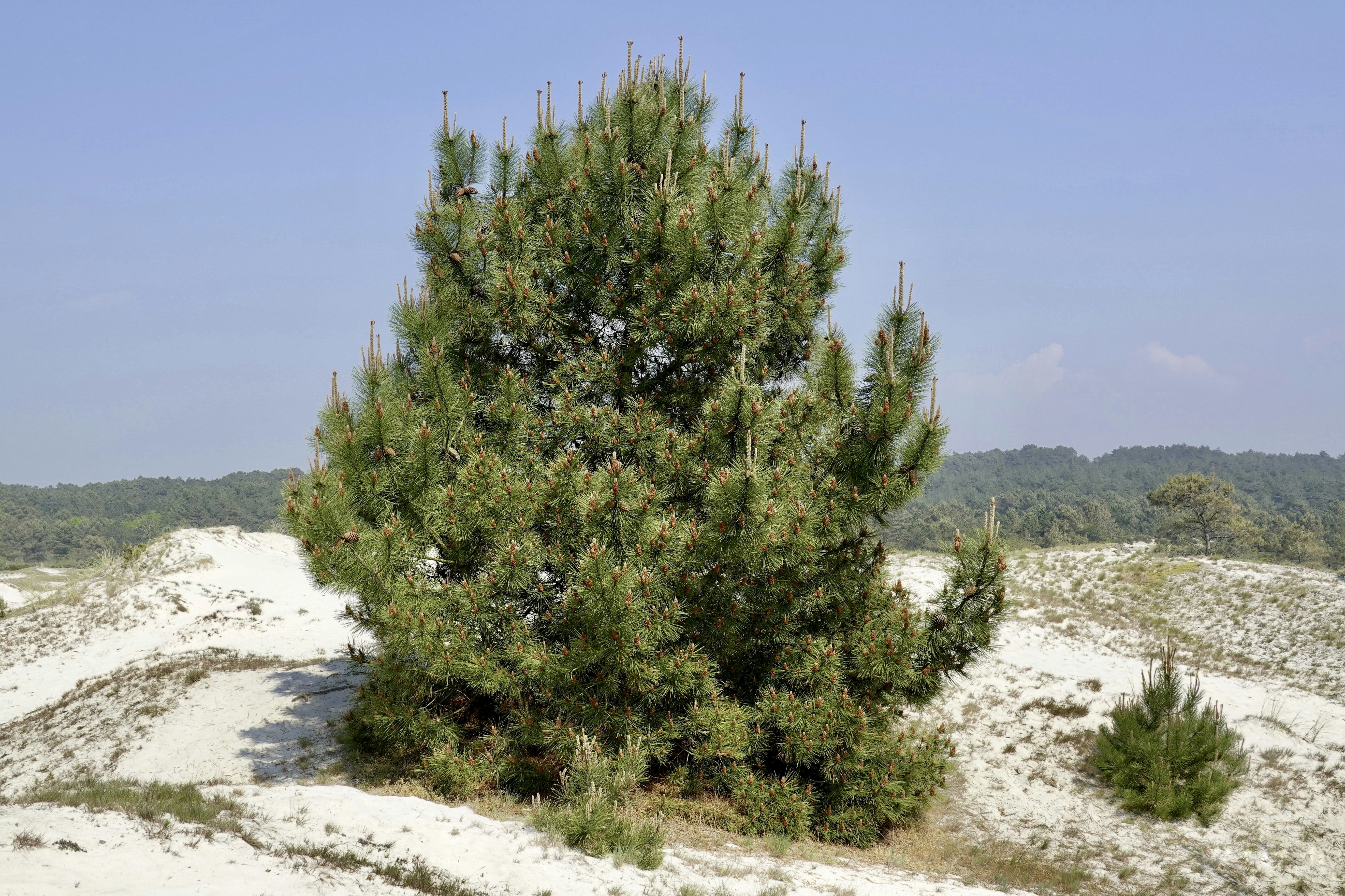Solitary pine on wind-swept white dunes under a clear blue sky.